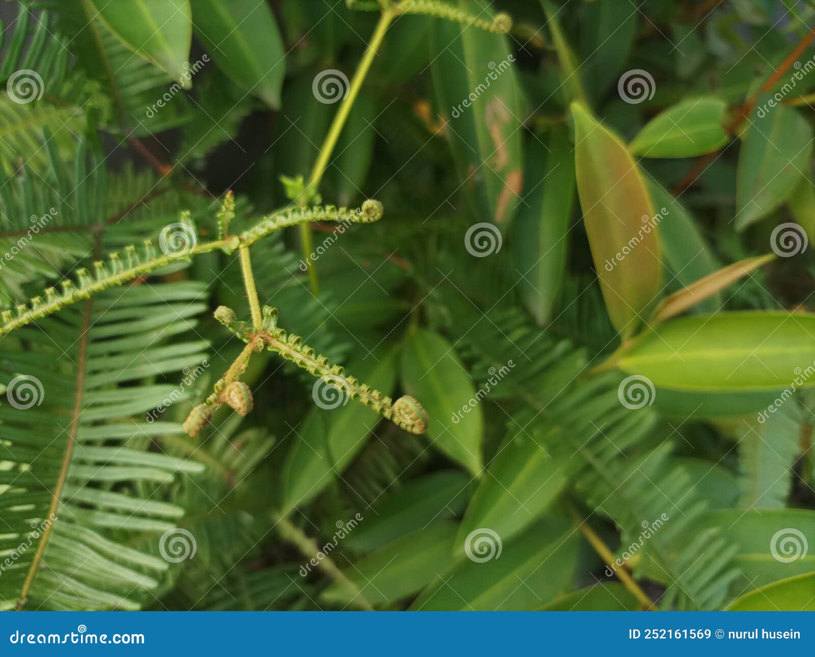 Dicranopteris Linearis Incomplete Leaf Tips Stock Image - Image of ...