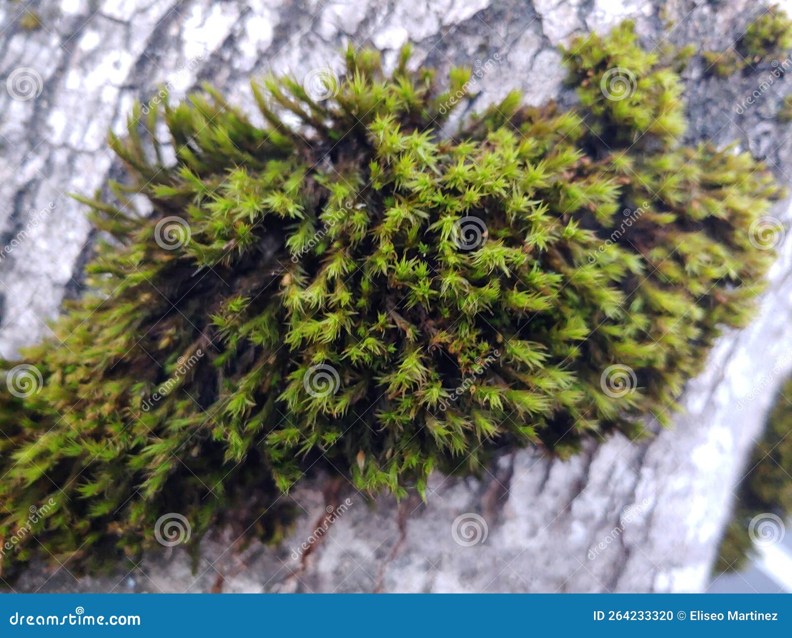 Dicranum Scoparium Moss Growing on Tree in the Winter Stock Photo ...