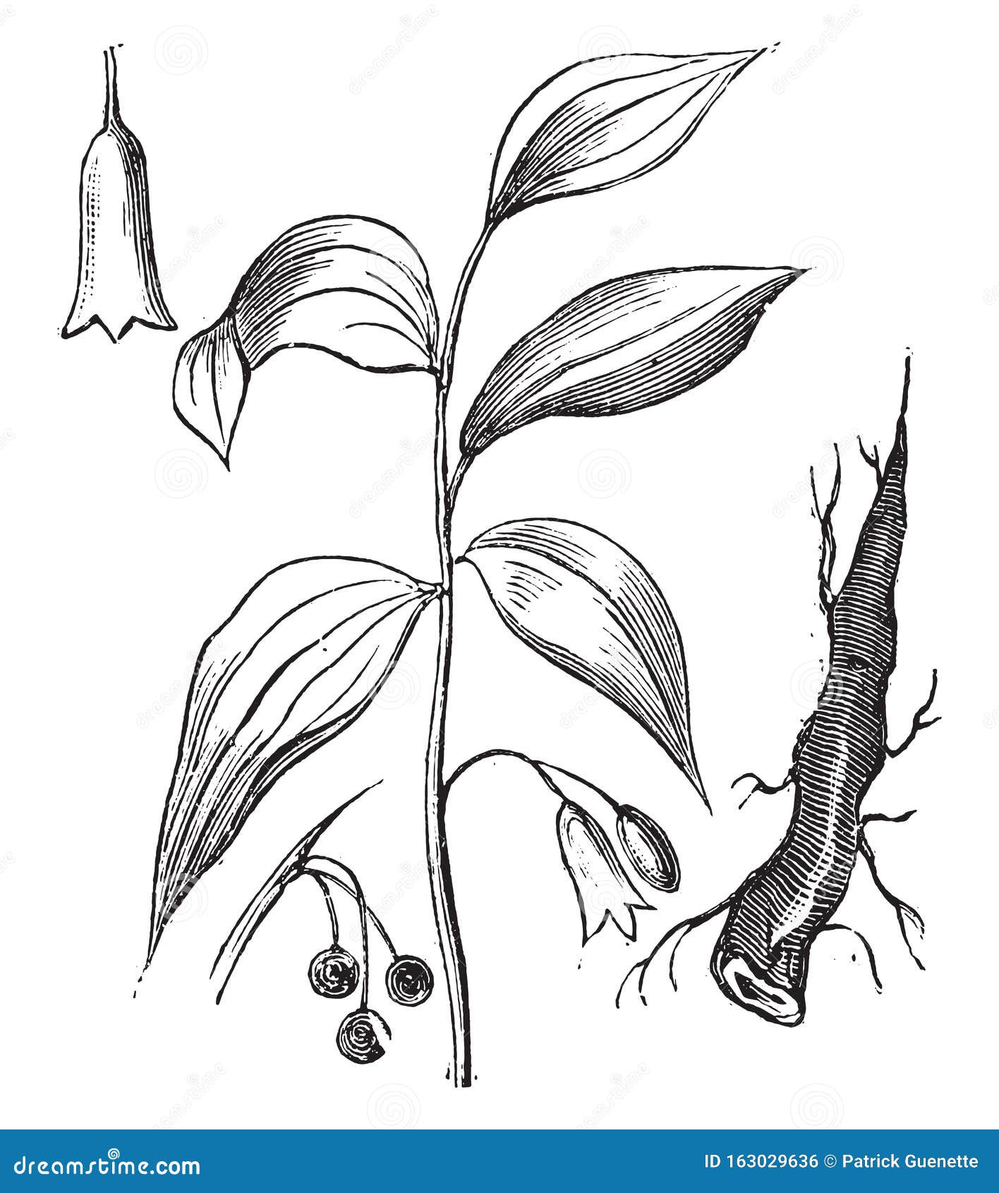 Dictamnus, Vintage Engraving Stock Vector - Illustration of drawing ...