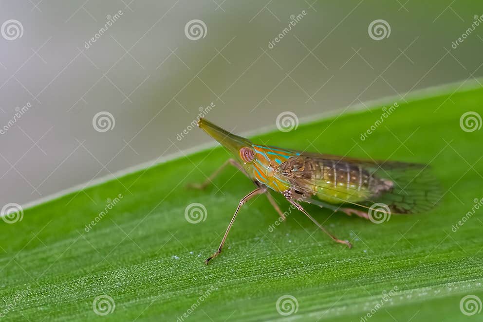 Dictyophara,tiny Bug is on Green Leaf. Stock Image - Image of green ...