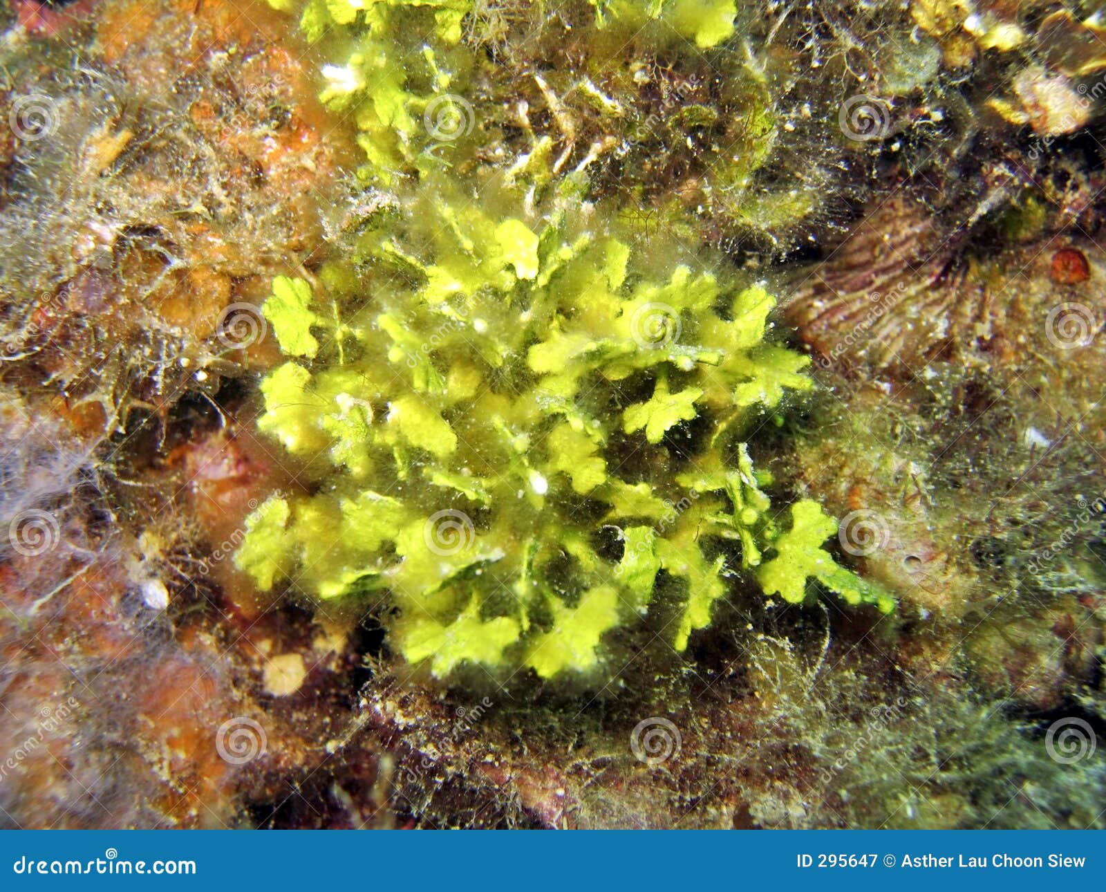 Dictyota Algae stock image. Image of plant, photosintesis - 295647