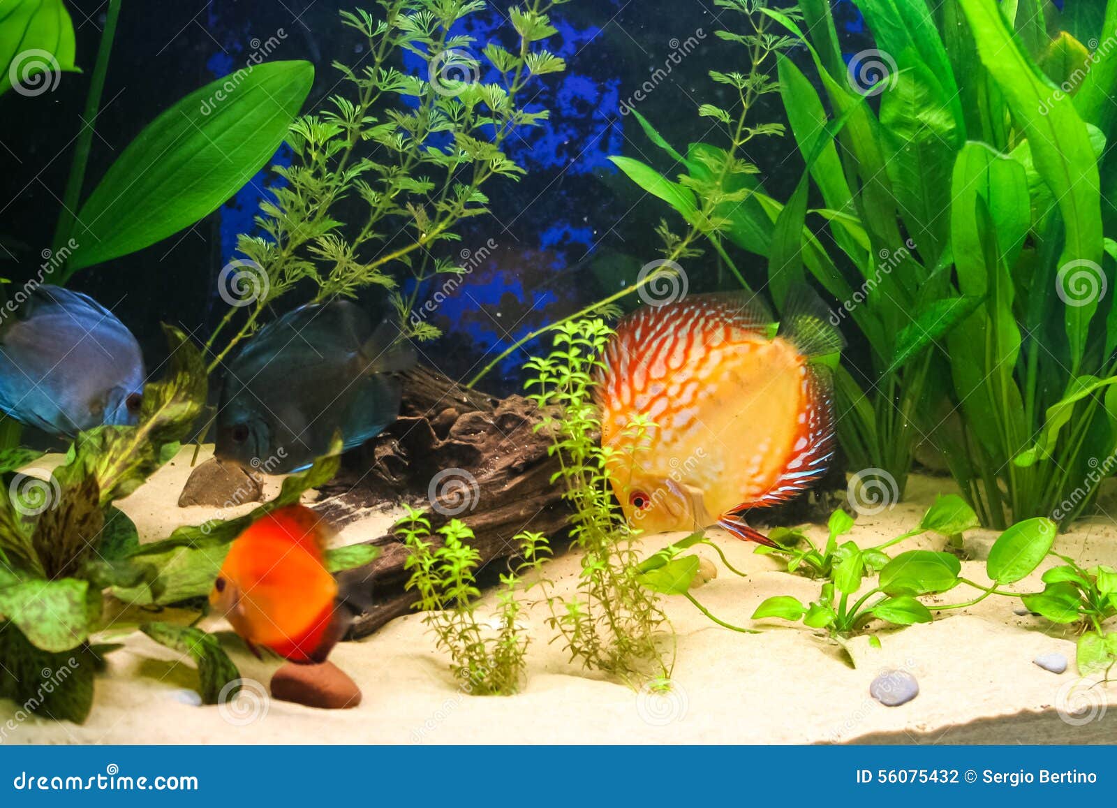 Discus fish in an aquarium stock photo. Image of home - 56075432