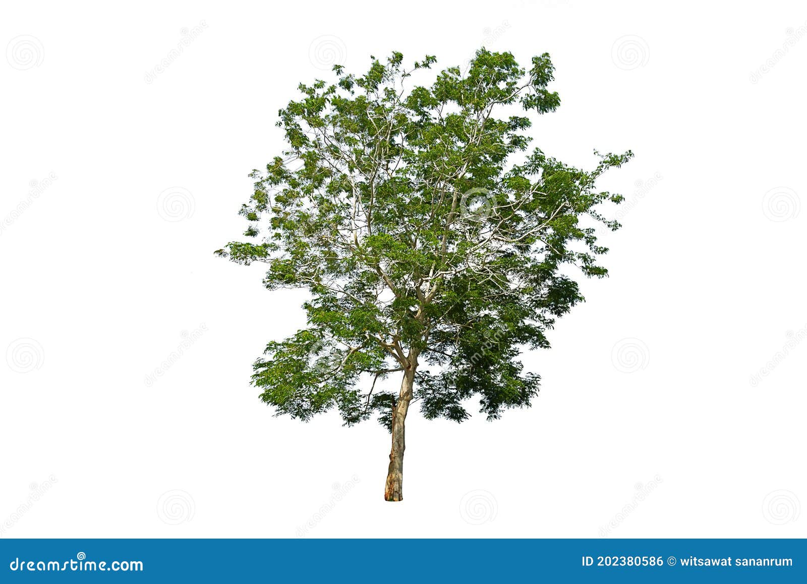 Dicut of the Tree Isolate on White Background Stock Photo - Image of ...