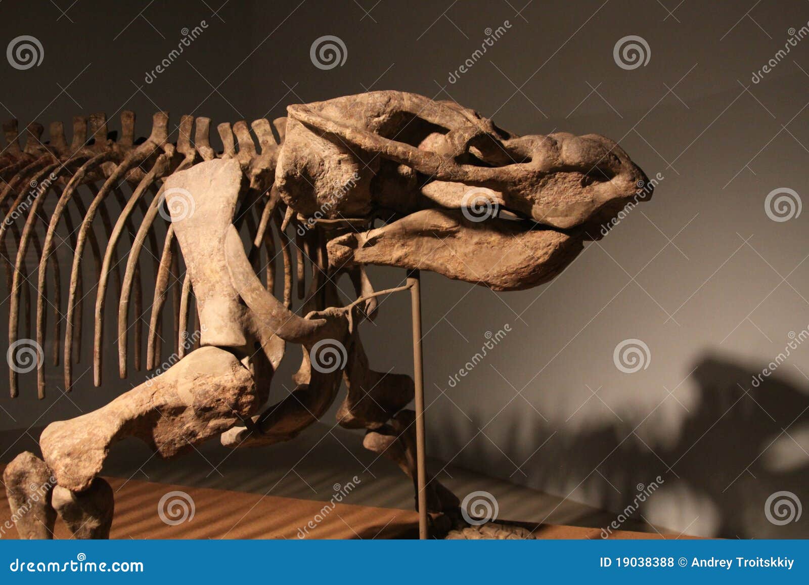Dicynodont editorial stock photo. Image of triassic, bone - 19038388