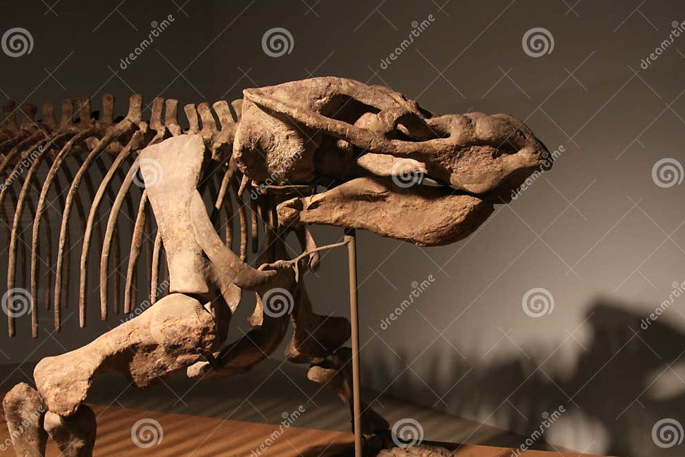 Dicynodont editorial stock photo. Image of triassic, bone - 19038388