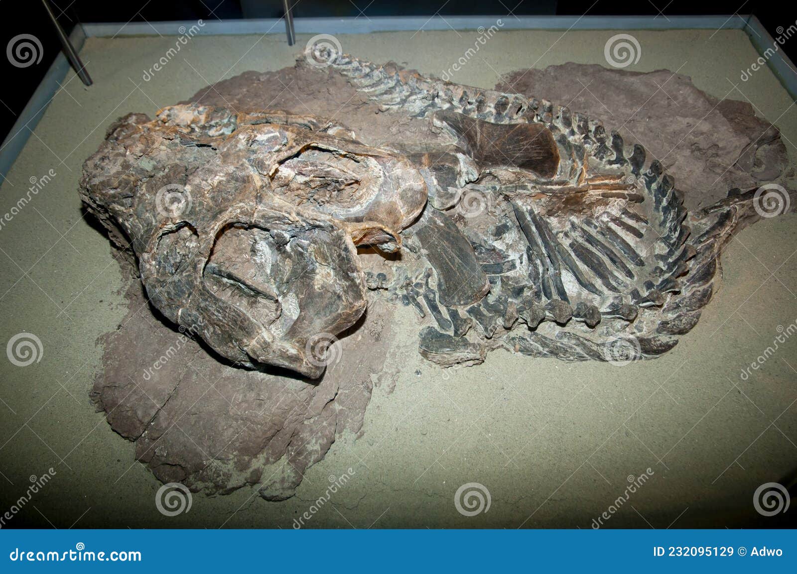 Dicynodont Dinosaur Bones editorial stock image. Image of archaeology ...