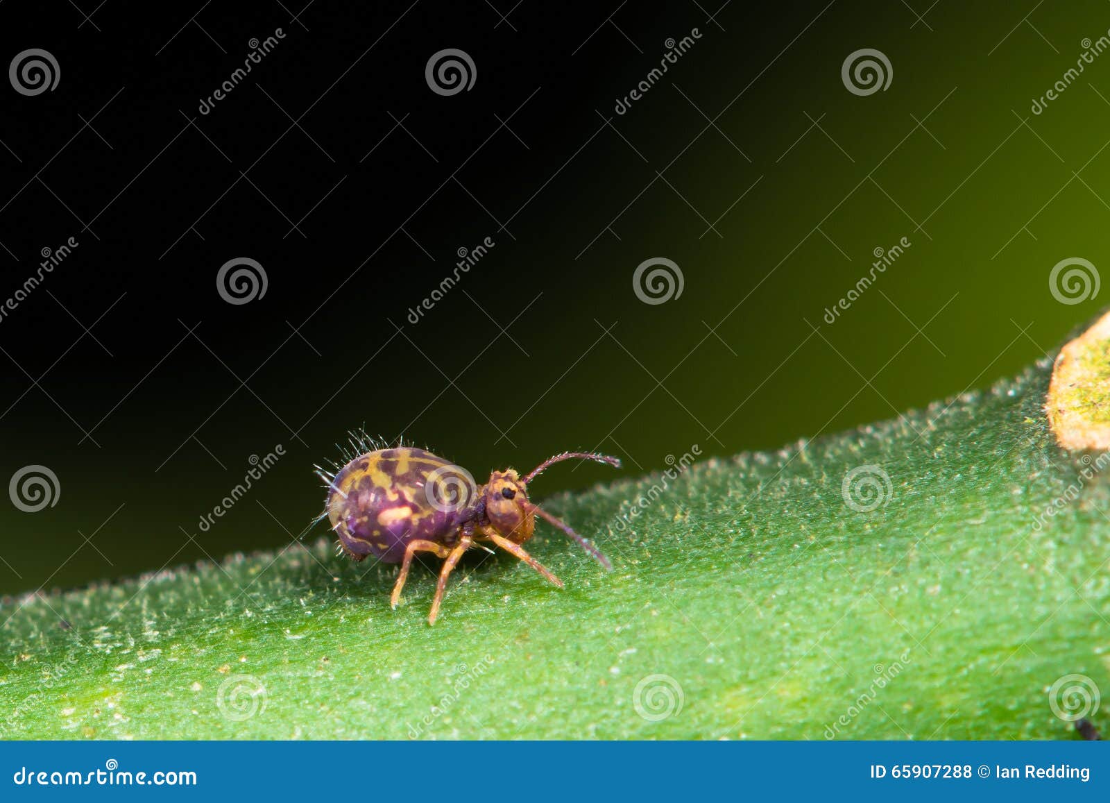 Dicyrtomina Saundersi Springtail Stock Photo - Image of hexapod ...