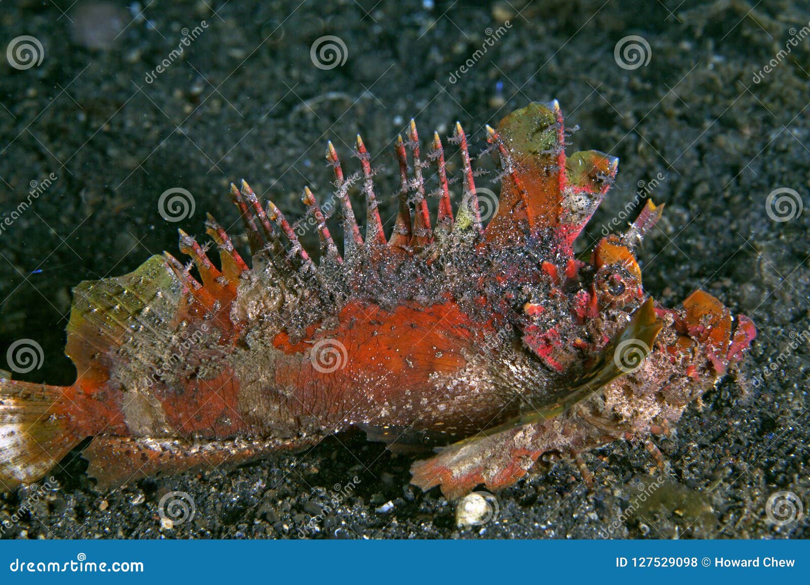 Didactylus De Inimicus Dos Scopionfish Do Diabo Foto de Stock - Imagem ...