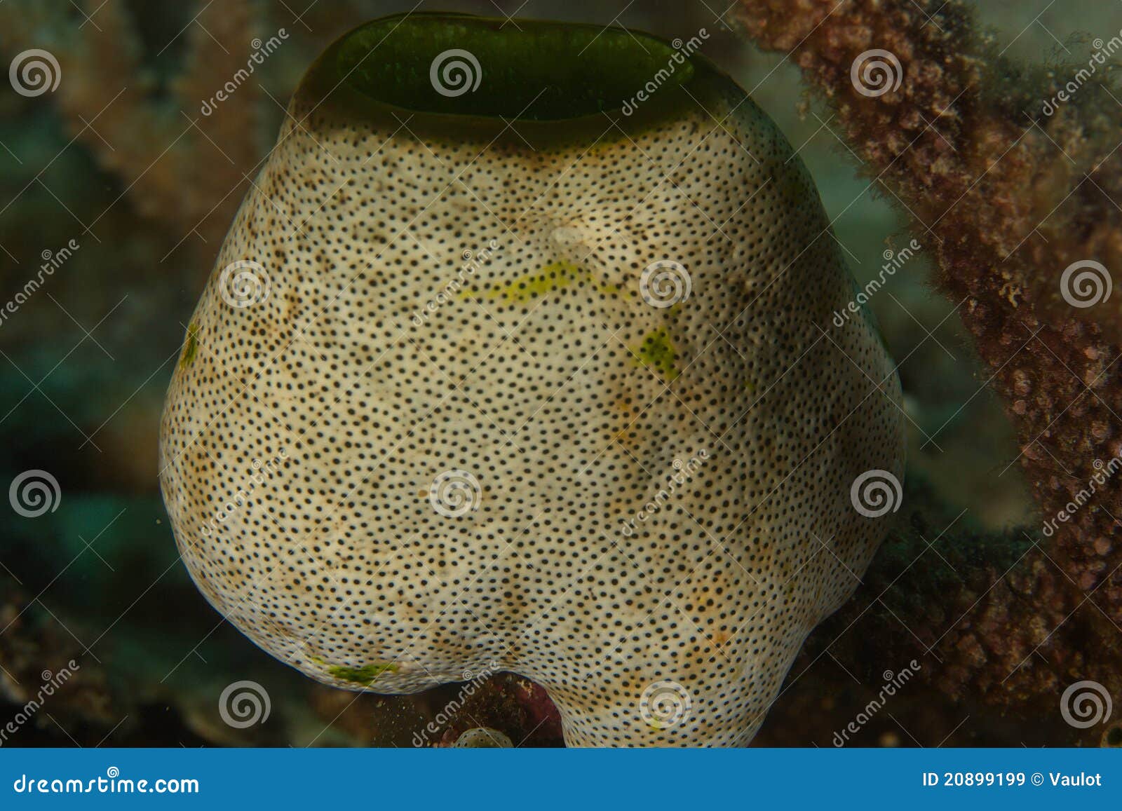 Didemnum Molle - Sea Squirt (ascidian) Stock Image - Image of nature ...