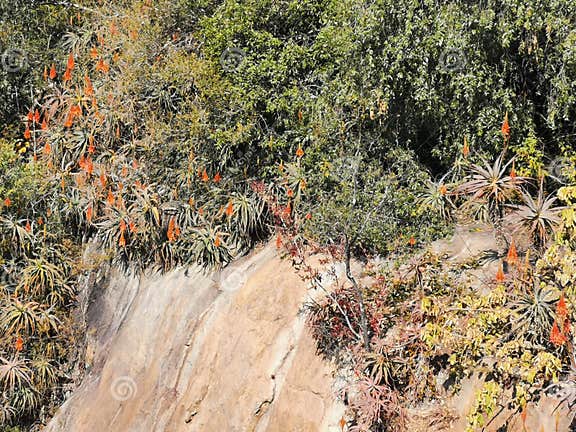 Die aalwyn rots stock photo. Image of rock, rots, aalwyn - 184512624