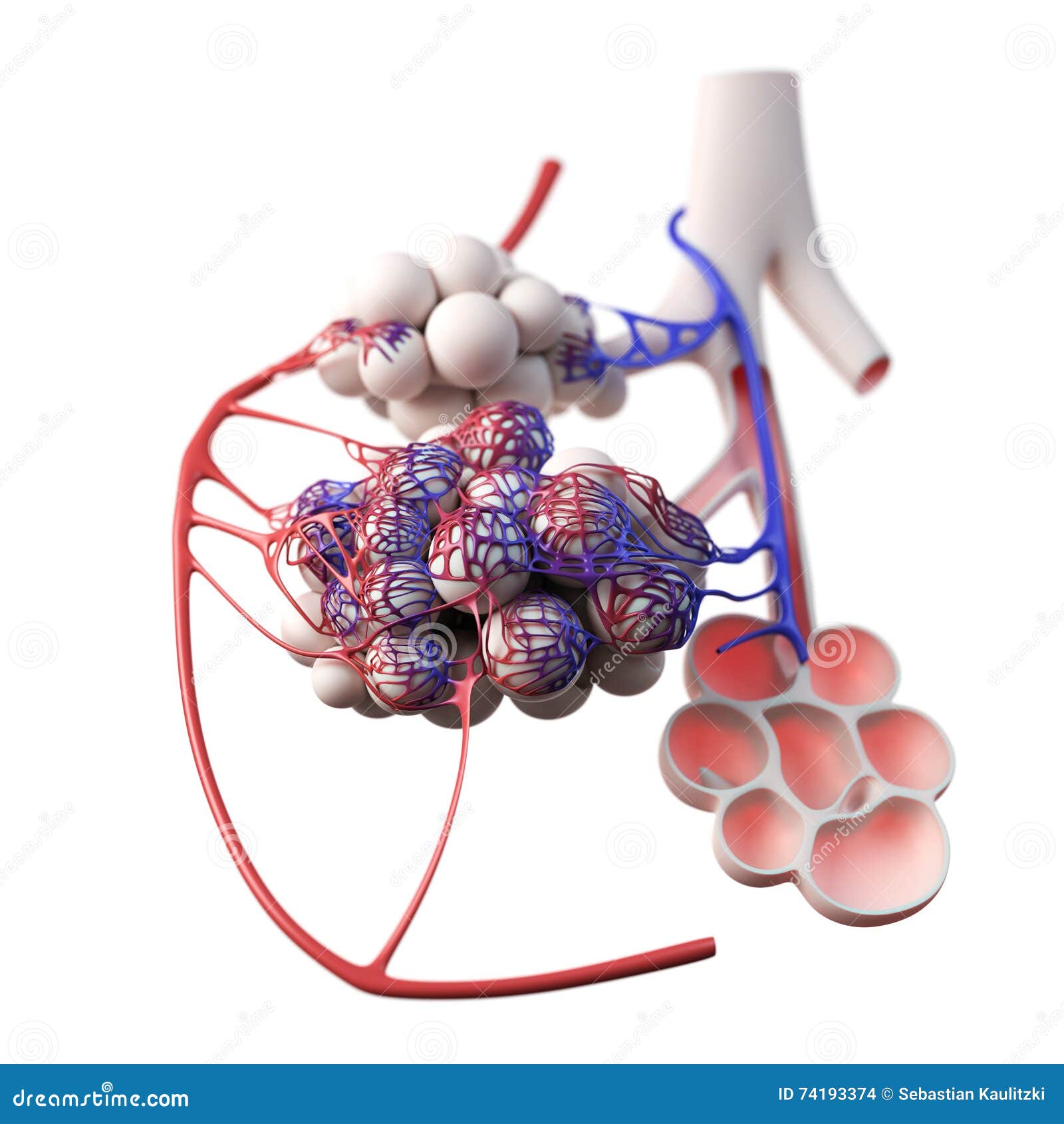 Die Alveolen stock abbildung. Illustration von alveolen - 74193374