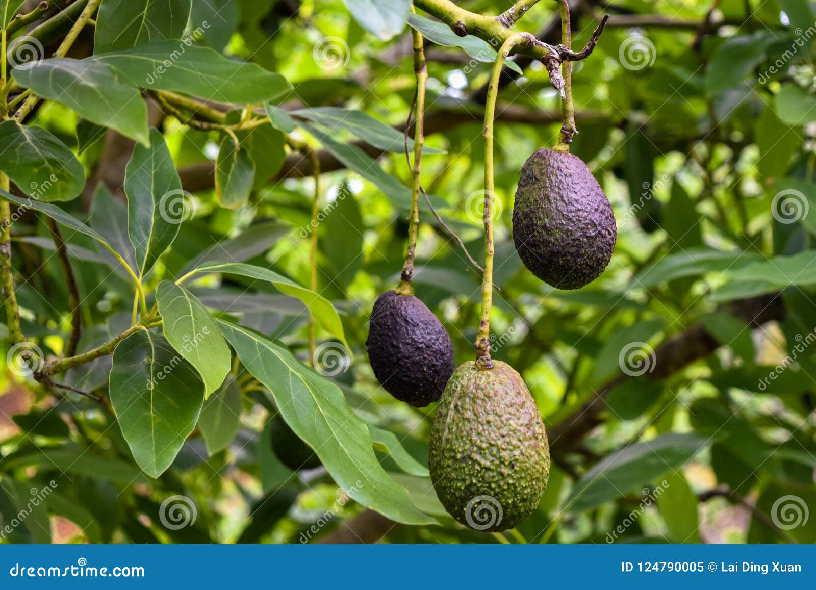 Die Avocado Im Avocadobauernhof Stockbild - Bild von bauernhof, frech ...