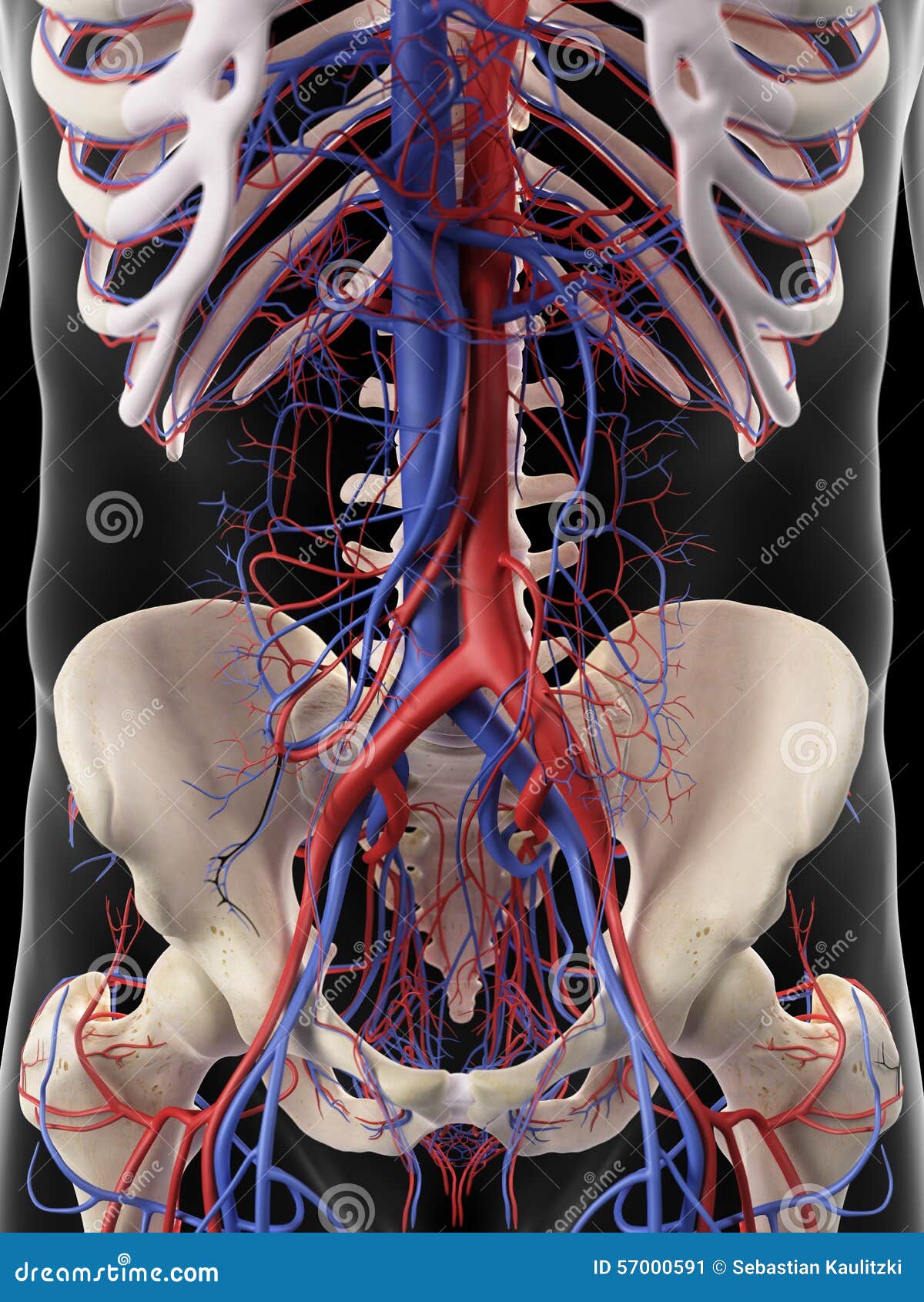 Die Bauchschlagader Und Die Adern Stock Abbildung - Illustration von ...