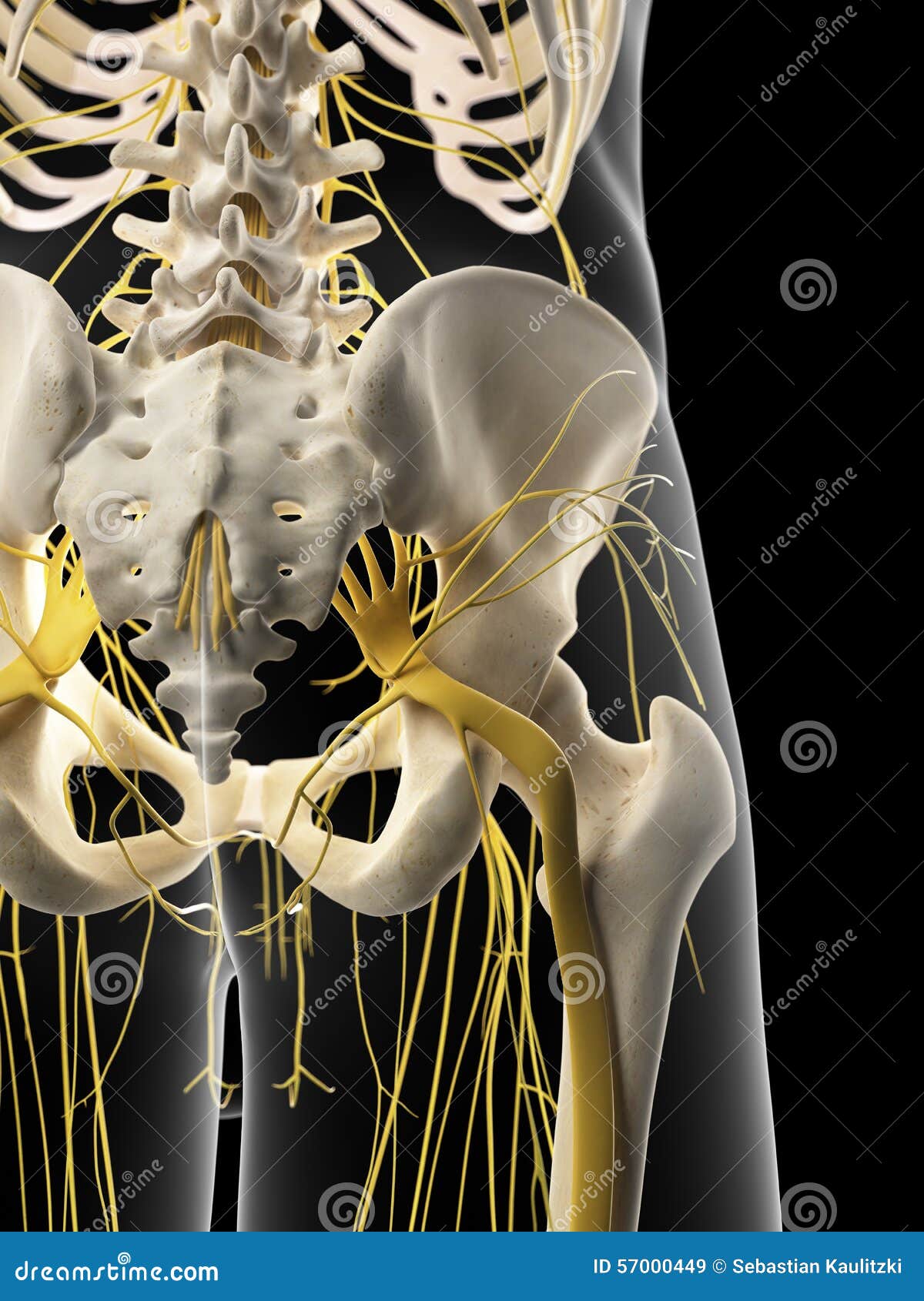 Die Becken- Nerven stock abbildung. Illustration von biologie - 57000449