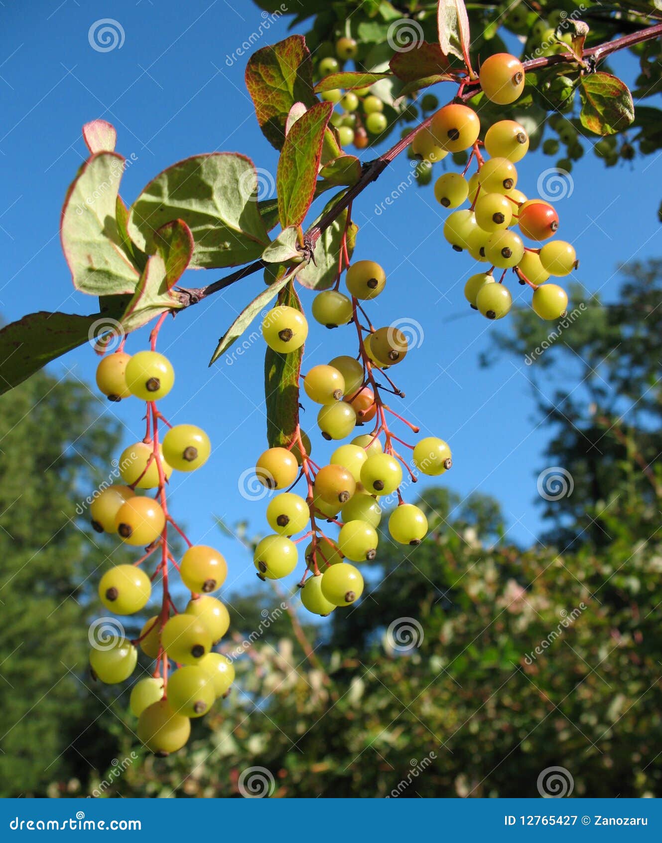 Die Beeren Der Berberitzenbeere (Berberis) Im Park Stockbild - Bild von ...