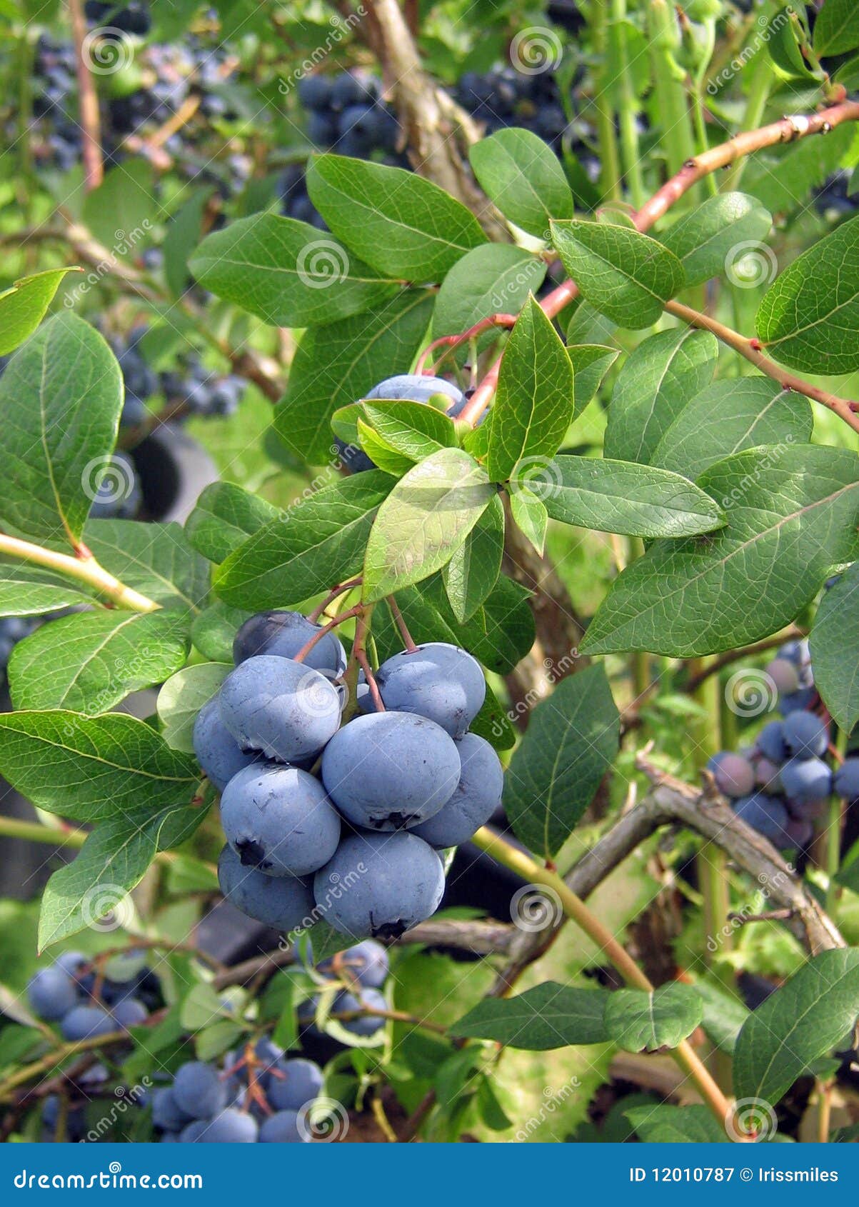 Die Beeren der Heidelbeere stockbild. Bild von nahrung - 12010787