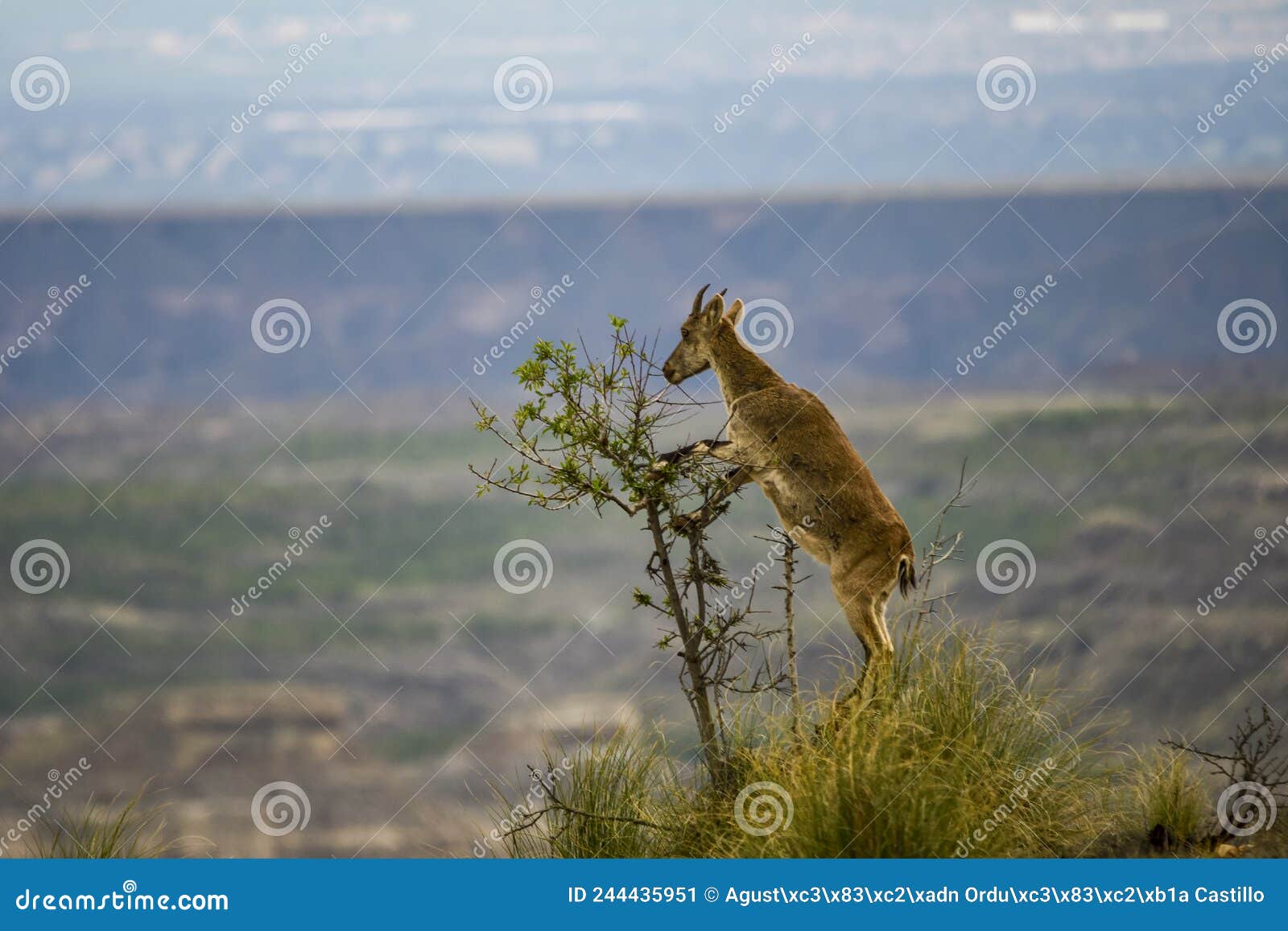 Die Bergziege Oder Der Iberische Ibex Eine Der Arten Von Bovidae Der ... Die Bergziege Oder Der Iberische Ibex Eine Der Arten Von Bovidae Der ...