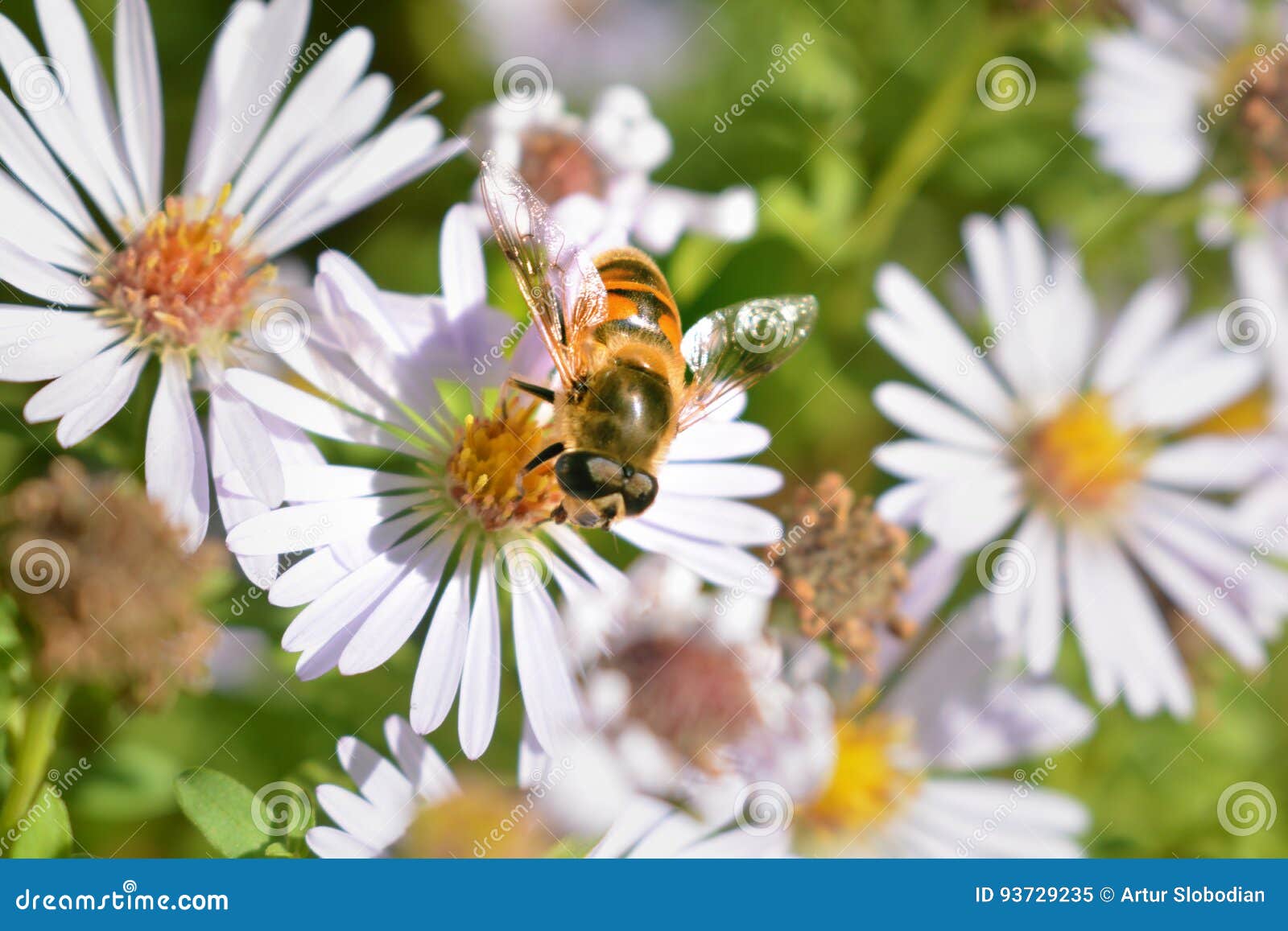 Die Biene Sitzt Auf Einer Blume Stockbild - Bild von getrennt, kamille ...