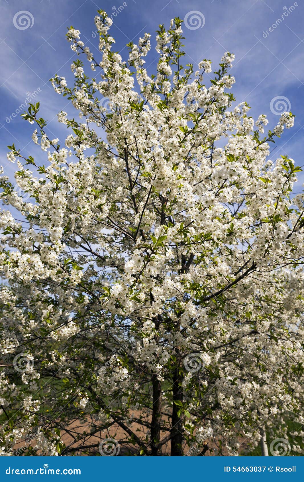 Die blühenden Fruchtbäume stockbild. Bild von grün, erhaltung - 54663037