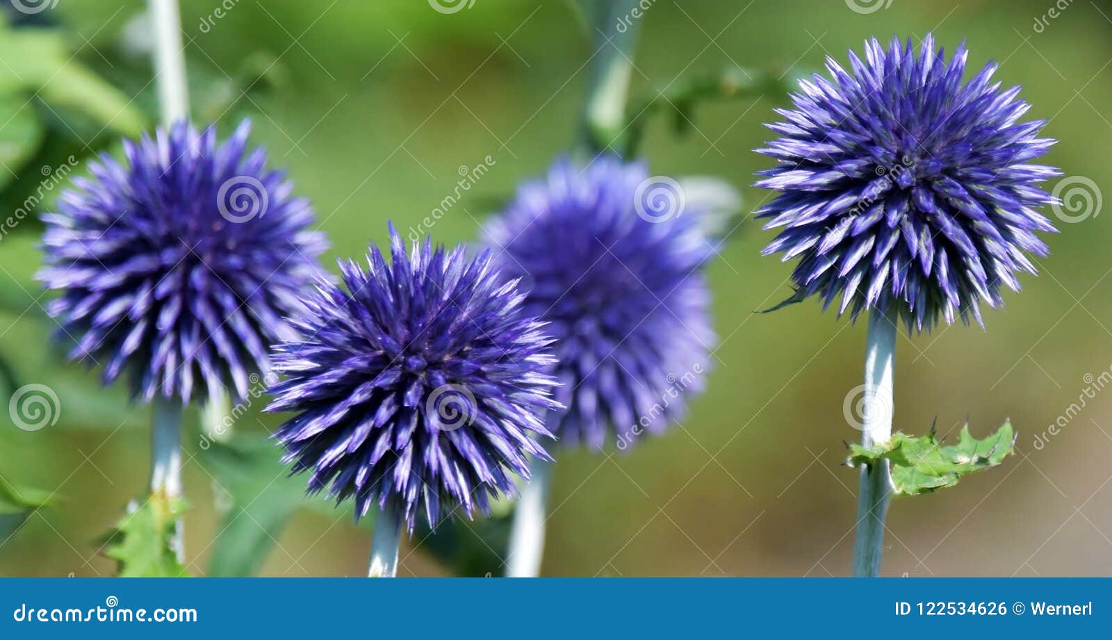 Die blaue Distel stockfoto. Bild von schön, nave, distel - 122534626