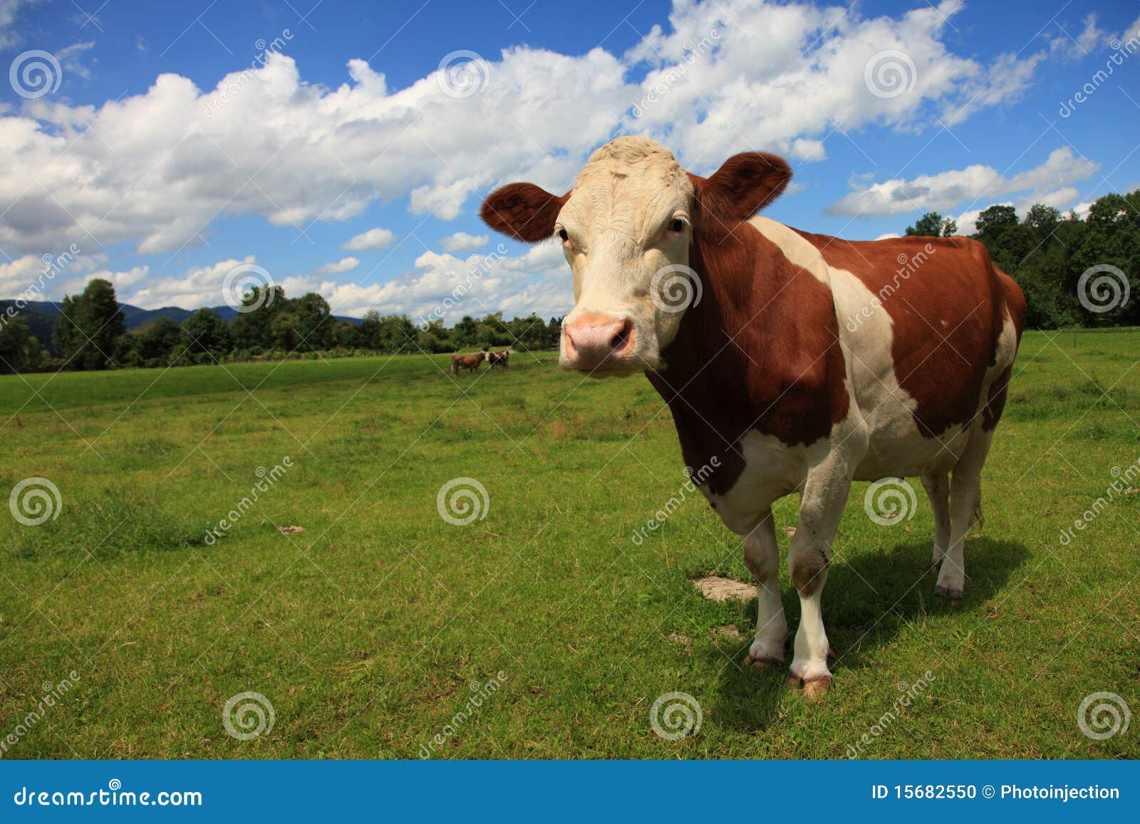 Die braune Kuh stockfoto. Bild von gesund, biologisch - 15682550