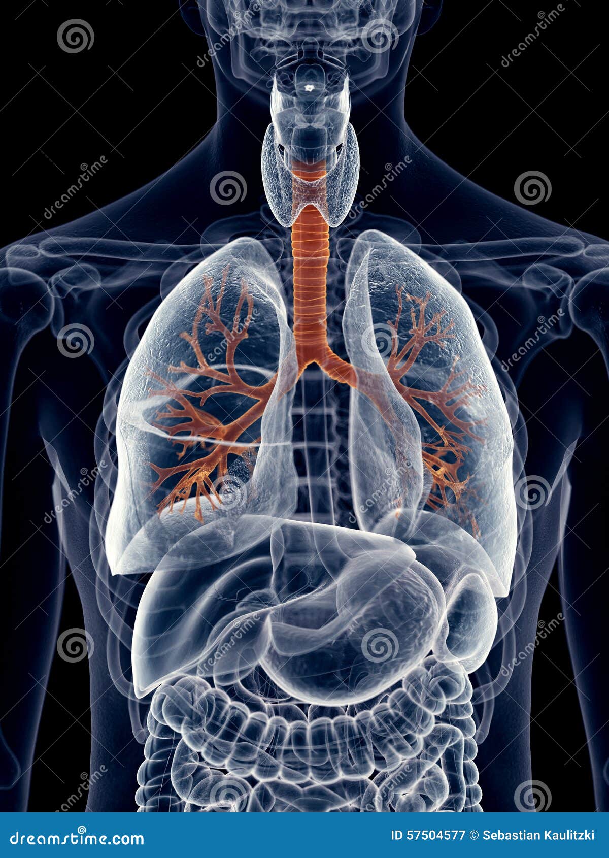 Die Bronchien stock abbildung. Illustration von medizinisch - 57504577