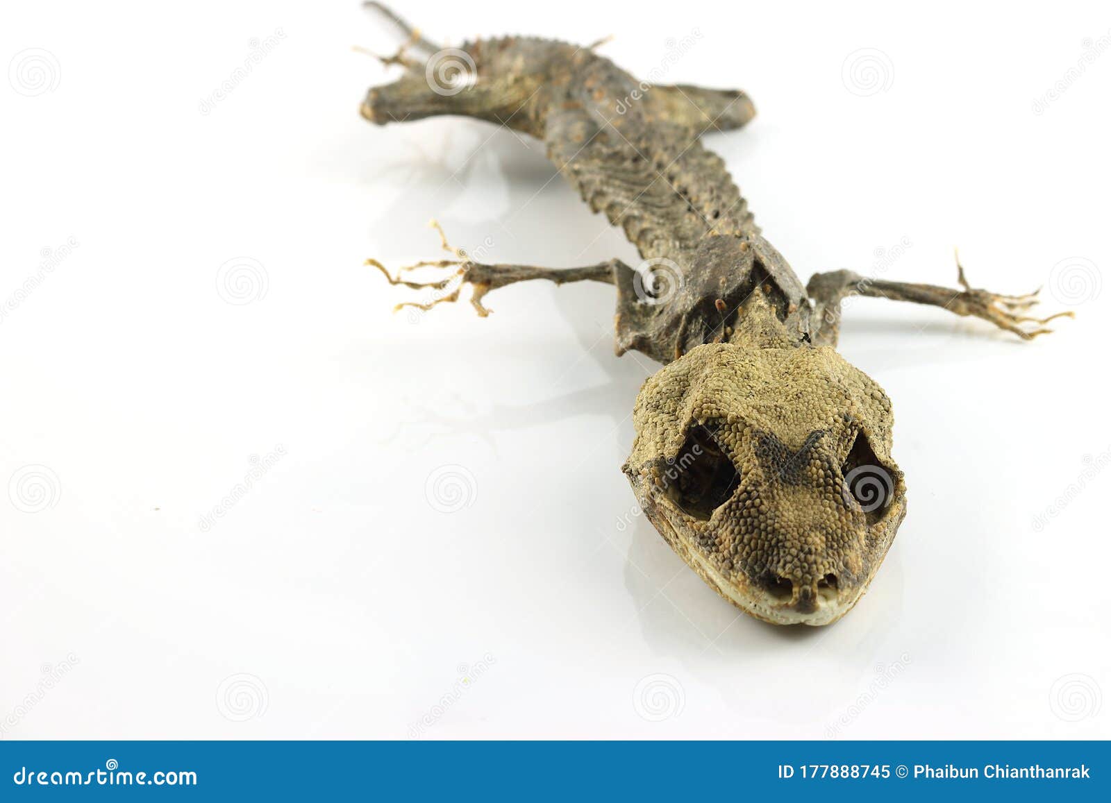 Gecko Fossil Stock Photos - Free & Royalty-Free Stock Photos from ...