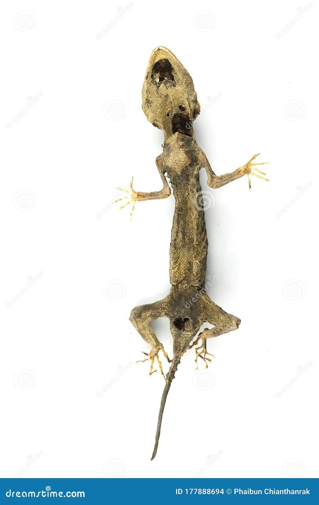 A dead dry gecko 7 stock photo. Image of animal, white - 177888694
