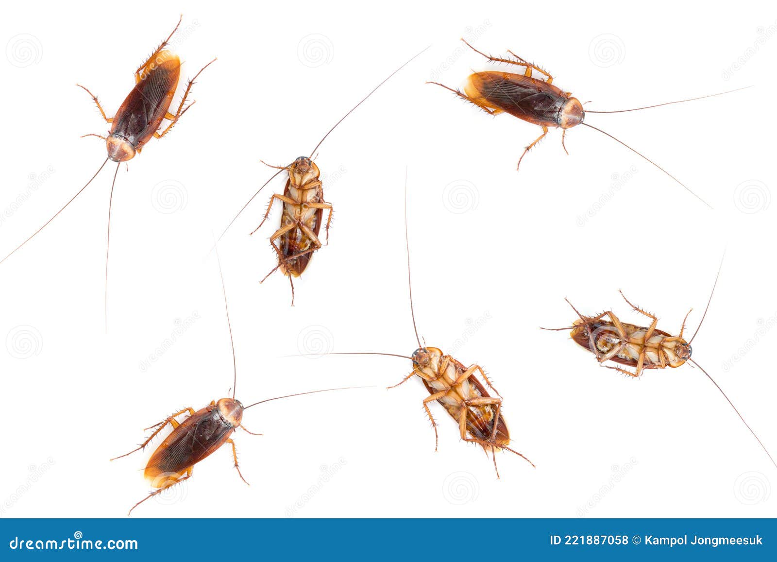 Close-up Cockroach White Background Stock Photography | CartoonDealer ...