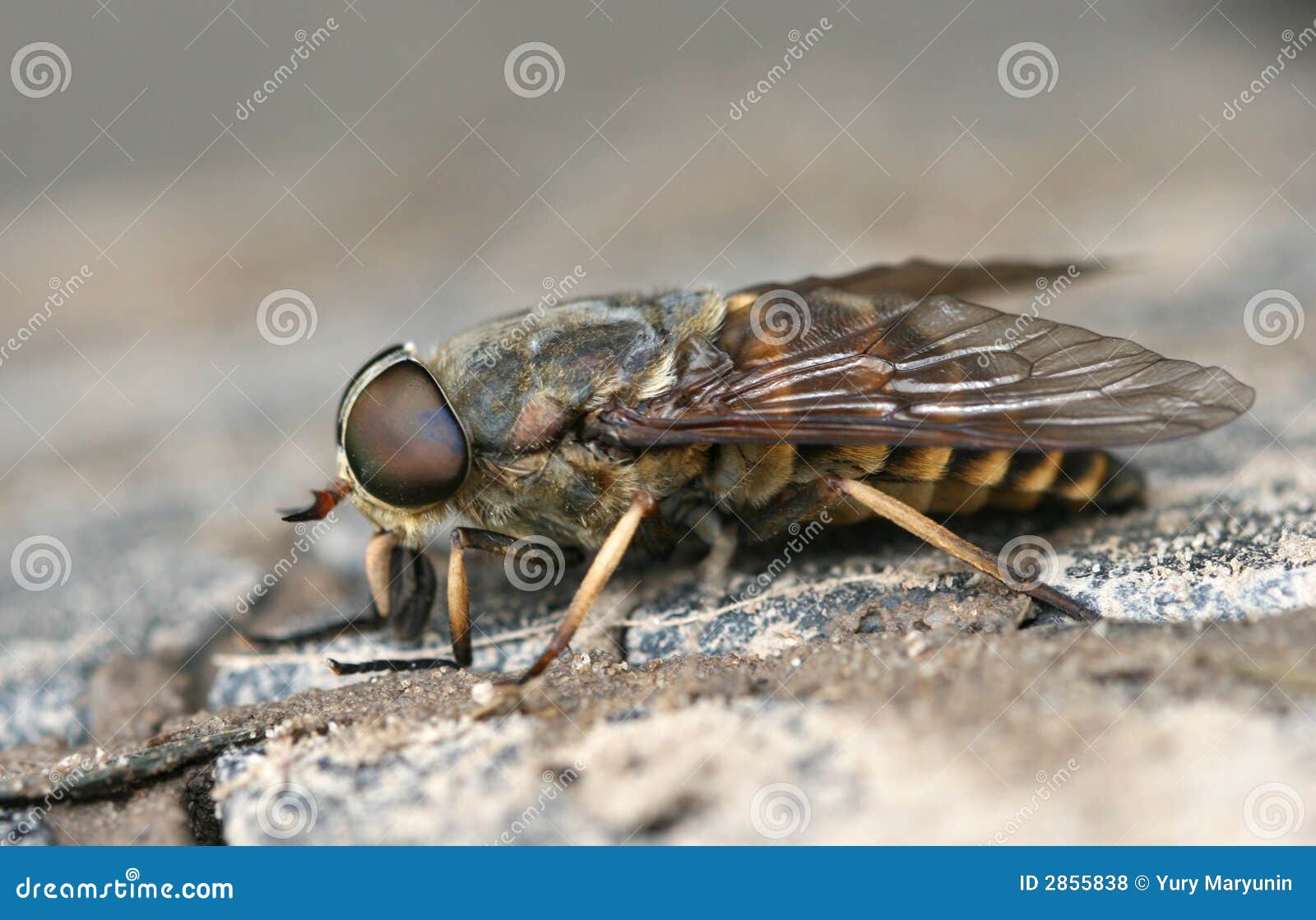 Die Dasselfliege stockfoto. Bild von künstlich, nave, fruchtzucker ...
