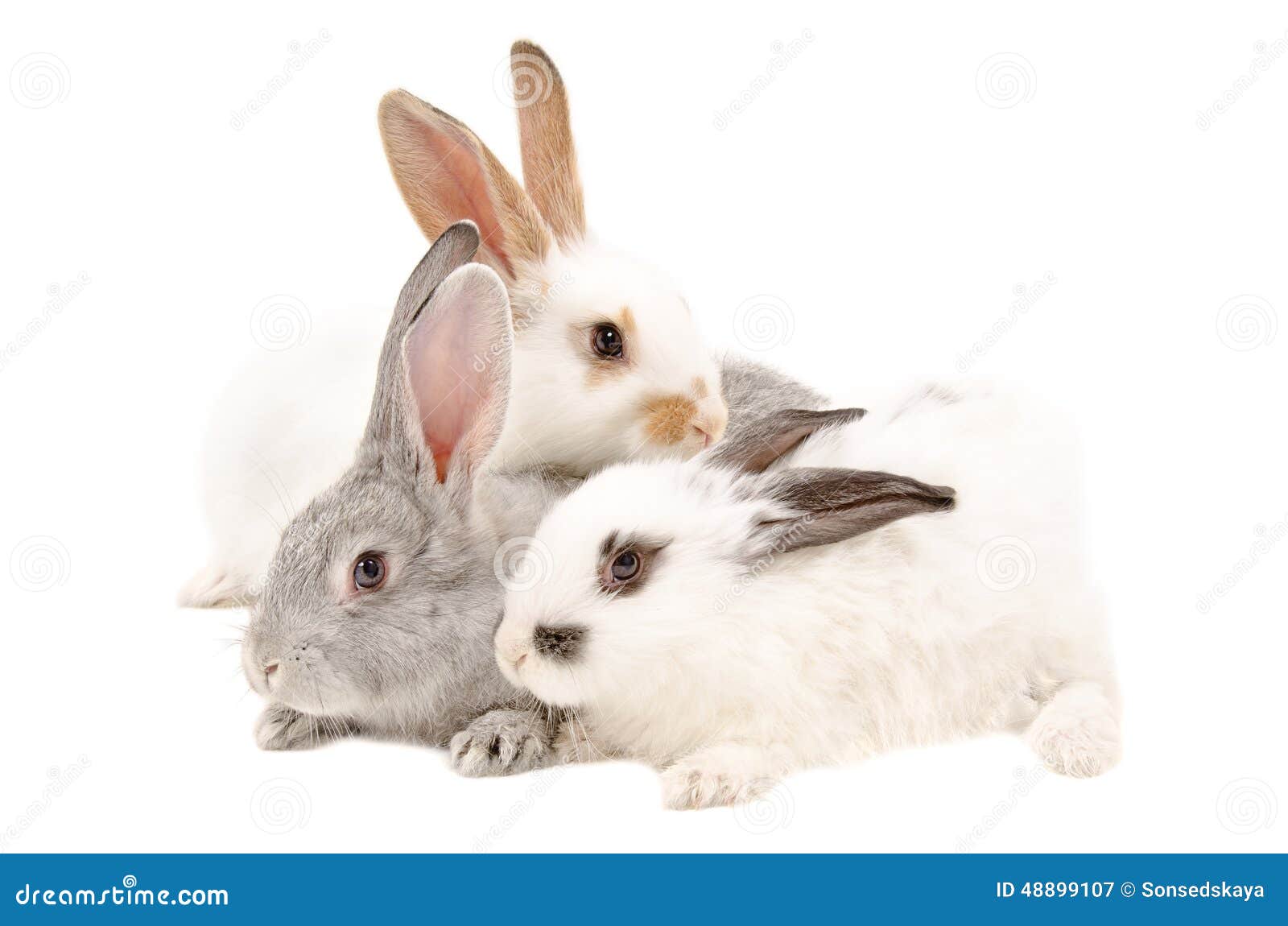 Die drei Kaninchen stockbild. Bild von getrennt, haus - 48899107