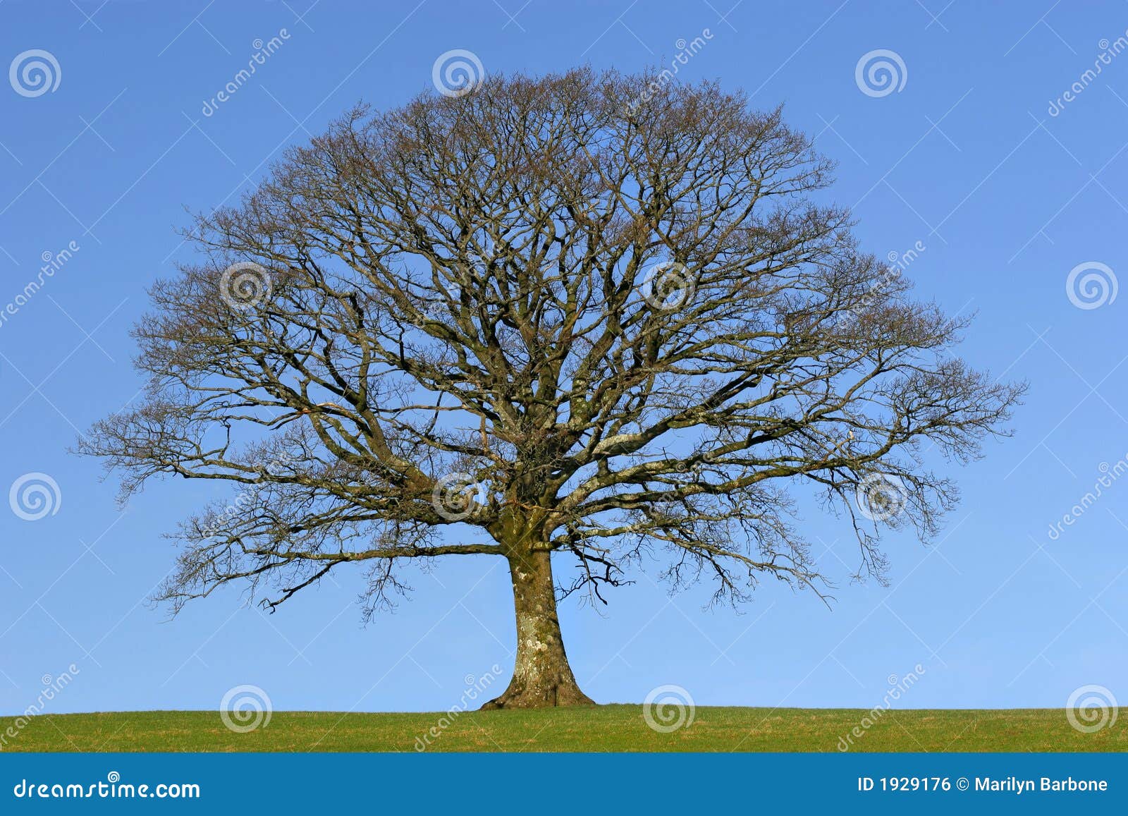 Die Eiche im Winter stockfoto. Bild von masse, klima, zaun - 1929176