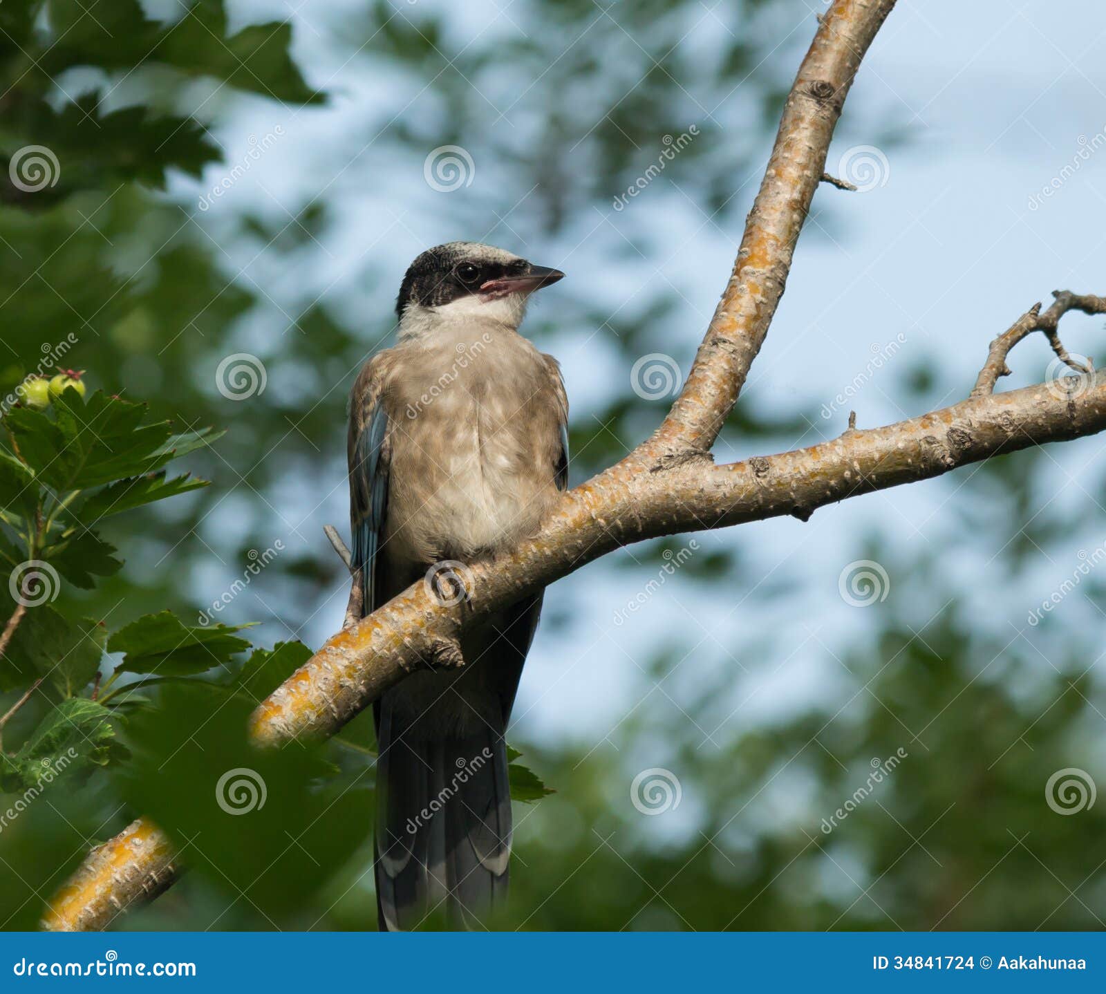 Die Elster (jung) stockfoto. Bild von küken, frech, zweige - 34841724