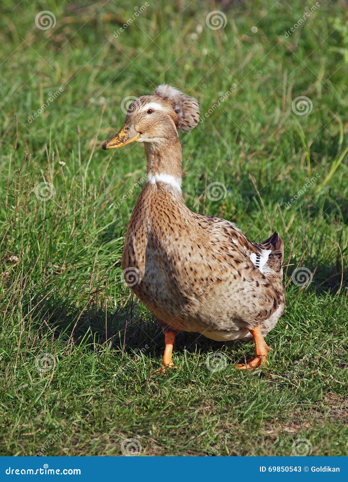Die Ente Mit Haube Geht Auf Eine Wiese Stockbild - Bild von grün ...