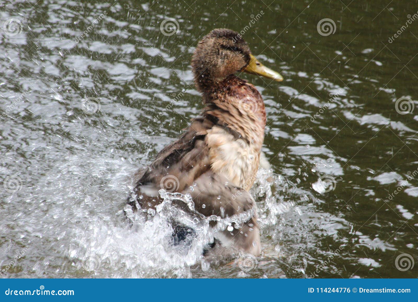 Die Ente, See, Natur, Die Ente Im Wasser Stockfoto - Bild von lilia ...