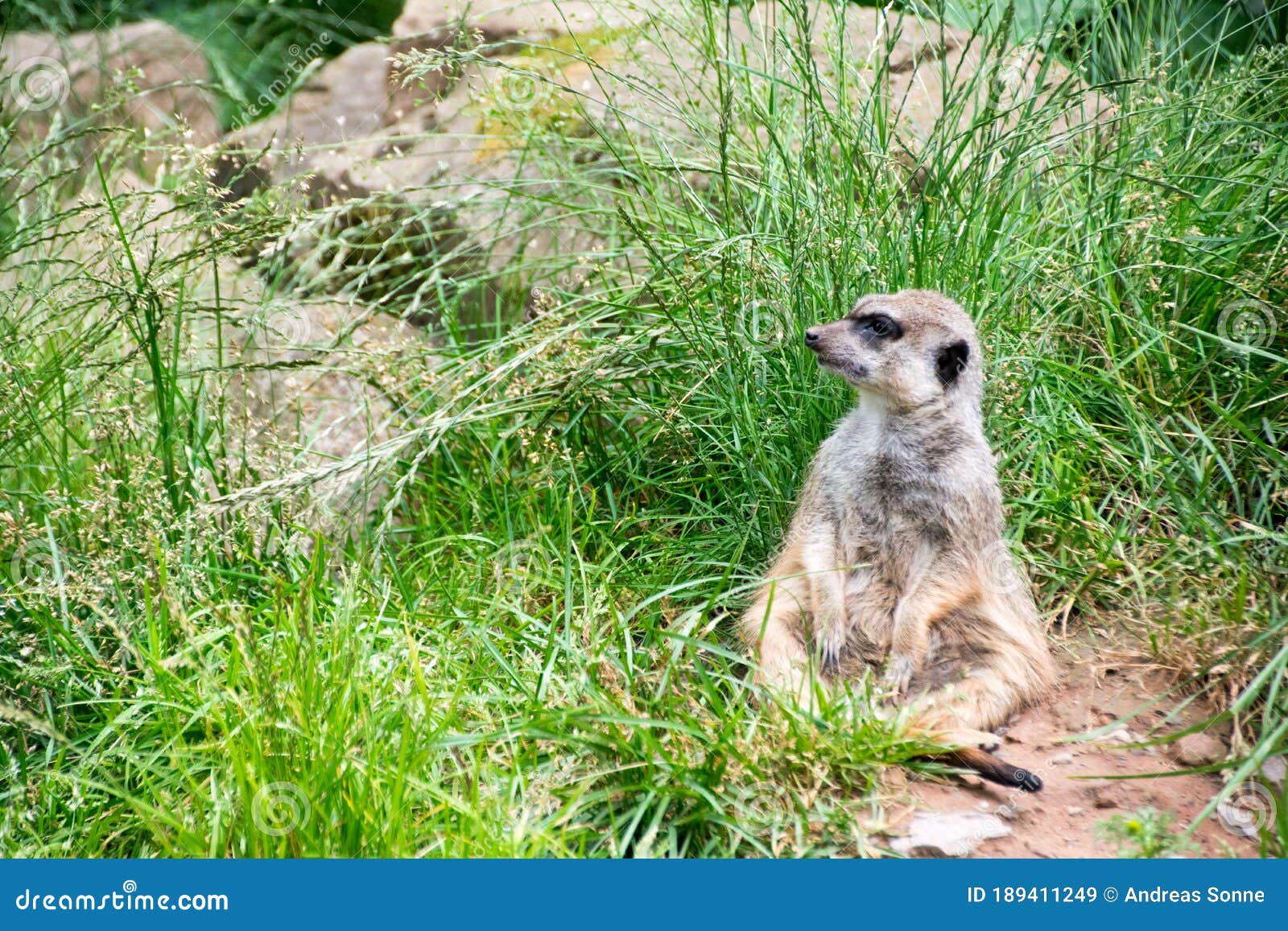 Erdmännchen in einen Park stock image. Image of europid - 189411249
