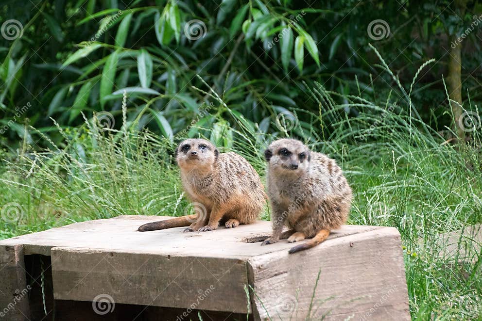 Erdmännchen in einen Park stock image. Image of gruppe - 189411375