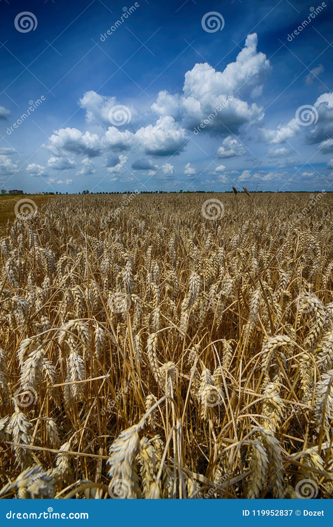Die Ernte stockbild. Bild von weizen, feld, hart, fülle - 119952837