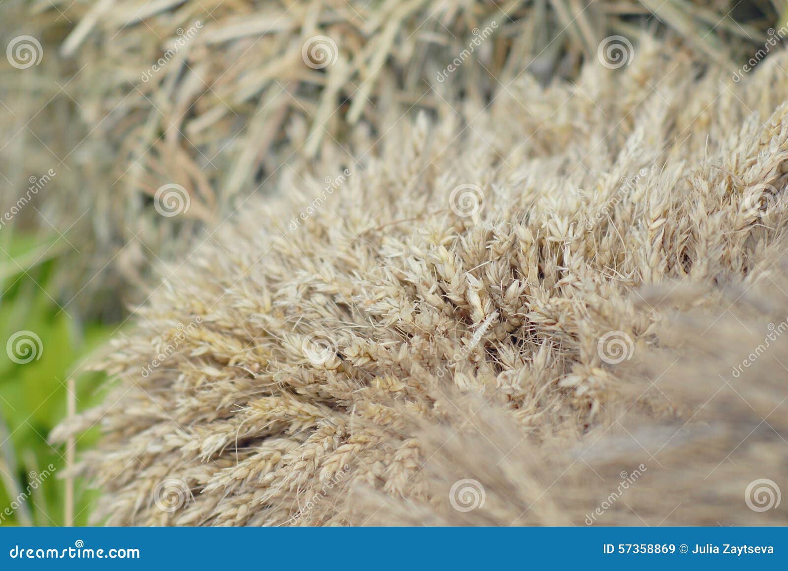 Die Ernte Von Getreide Erfasste Garben Stockbild - Bild von horizontal ...