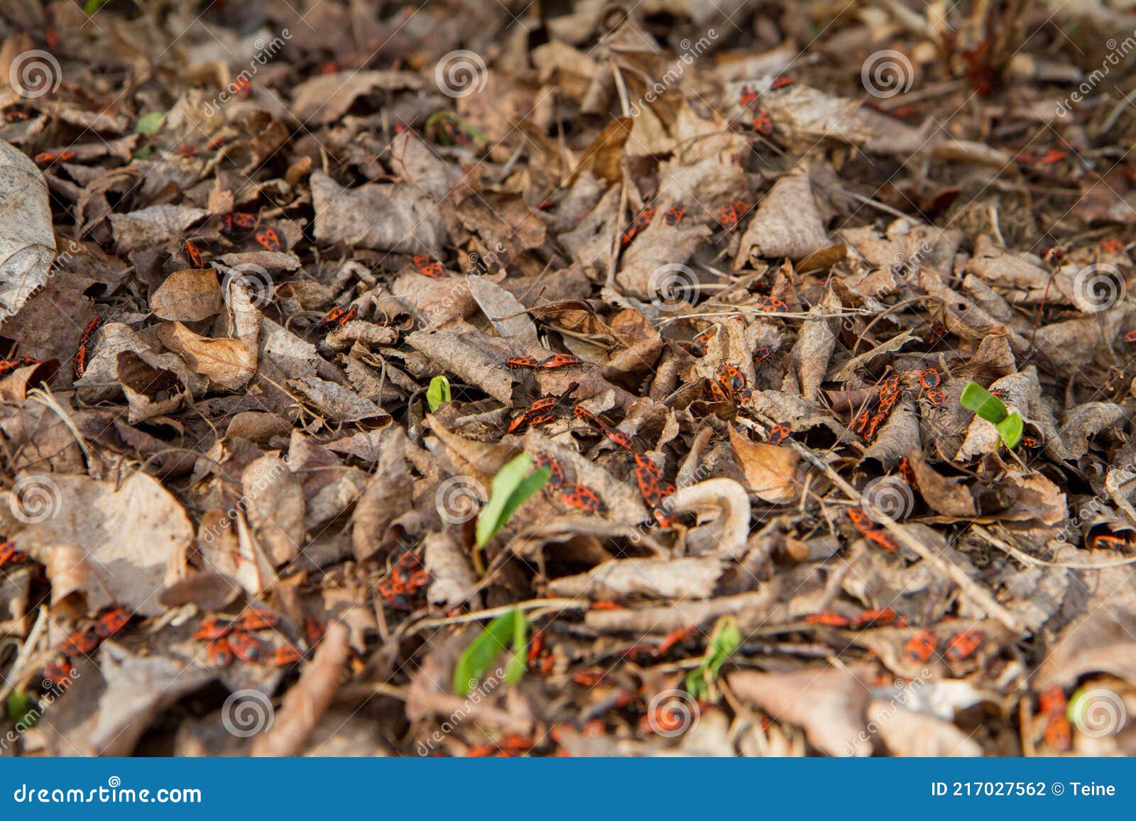 Die Feuerwanzen Pyrrhocoris Apterus Stockfoto - Bild von gewürz, grün ...