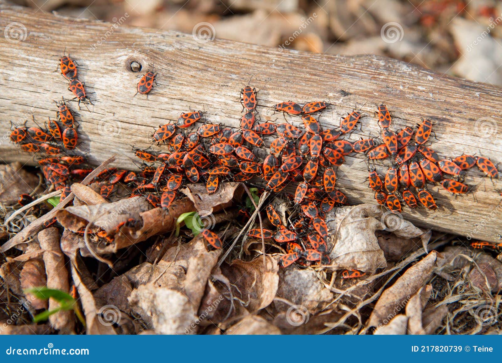 Die Feuerwanzen Pyrrhocoris Apterus Stockbild - Bild von trocken ...