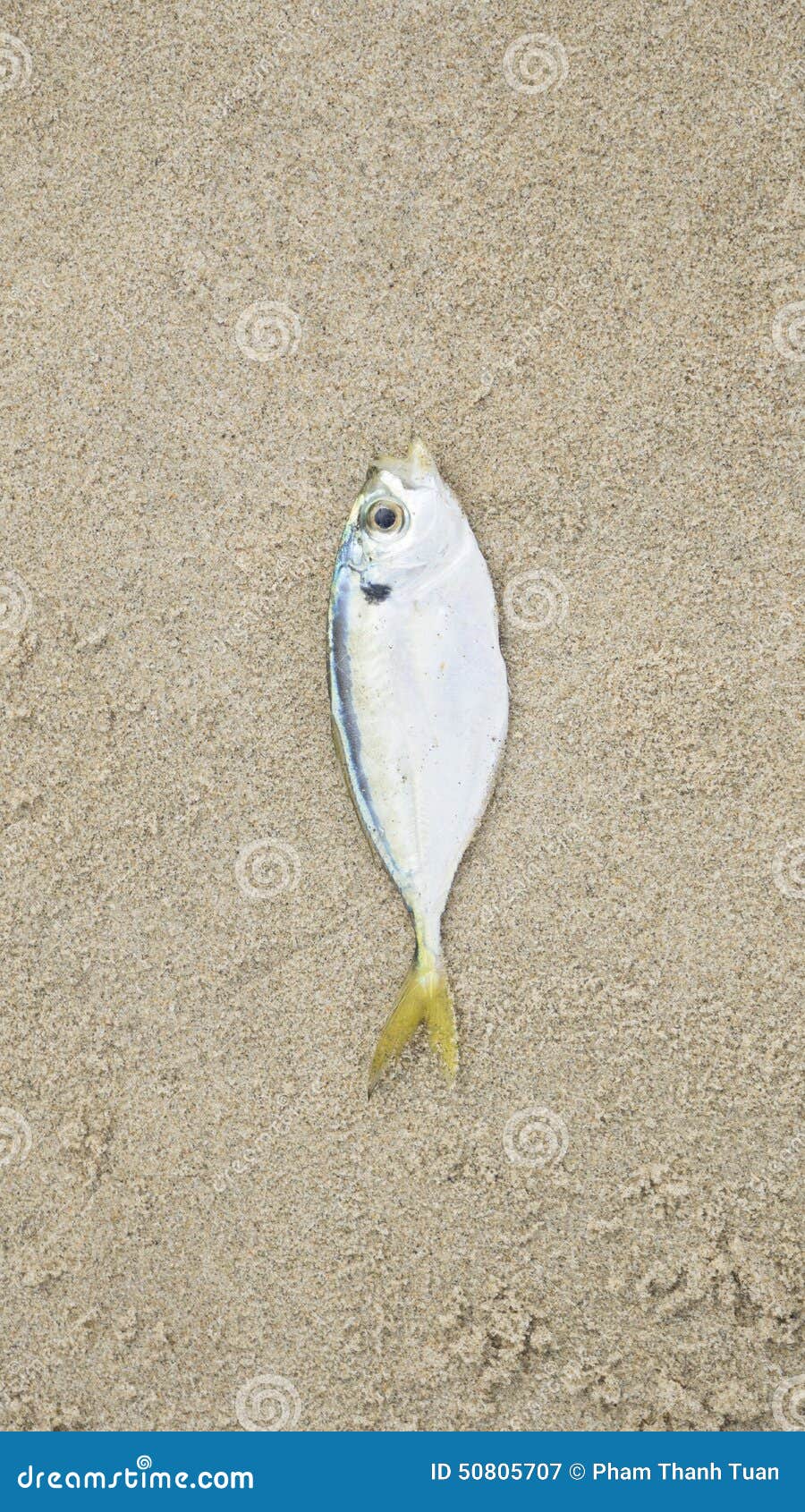 Die fish on beach stock image. Image of water, dead, sunlight - 50805707