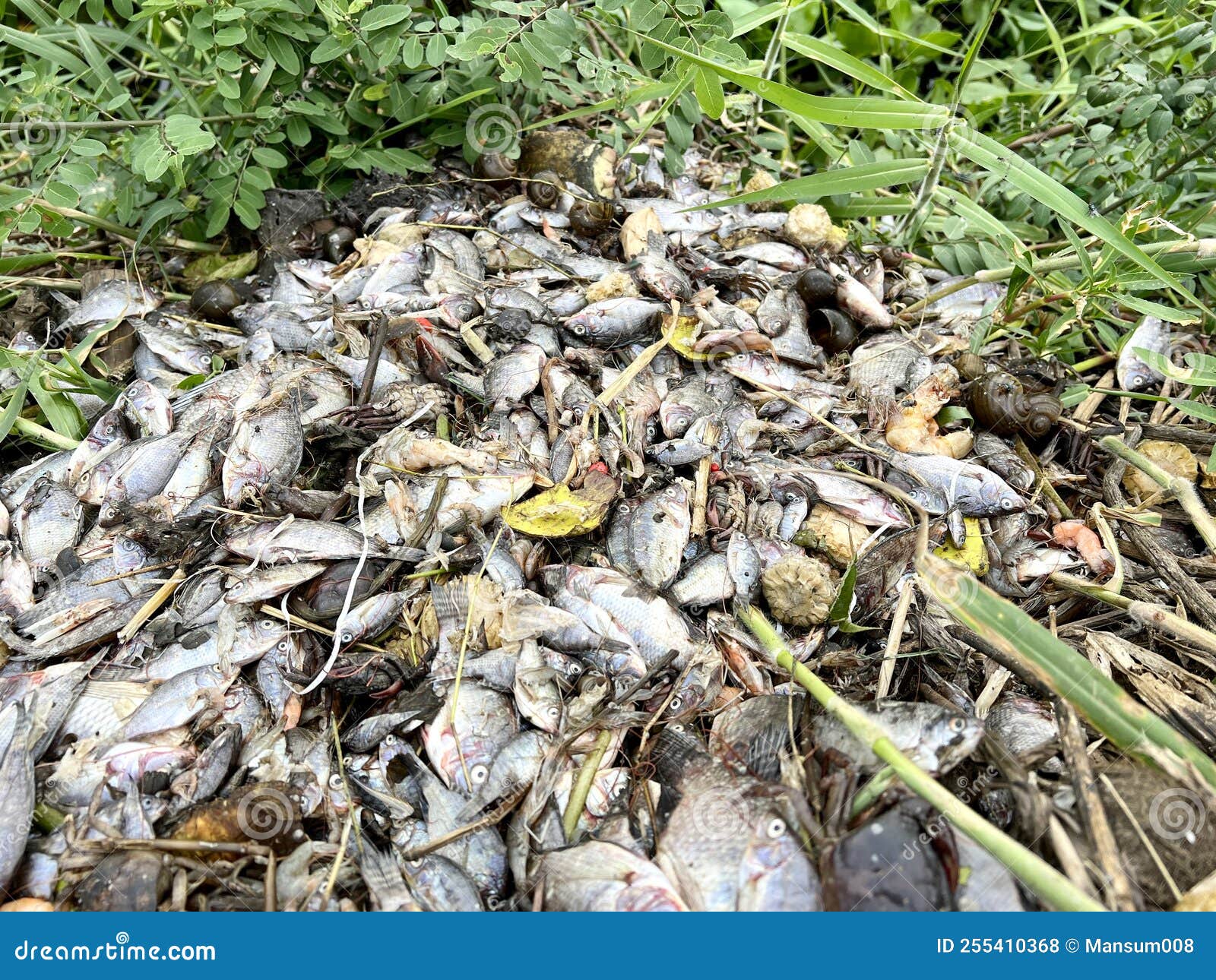 Die fish on the ground stock photo. Image of group, agriculture - 255410368