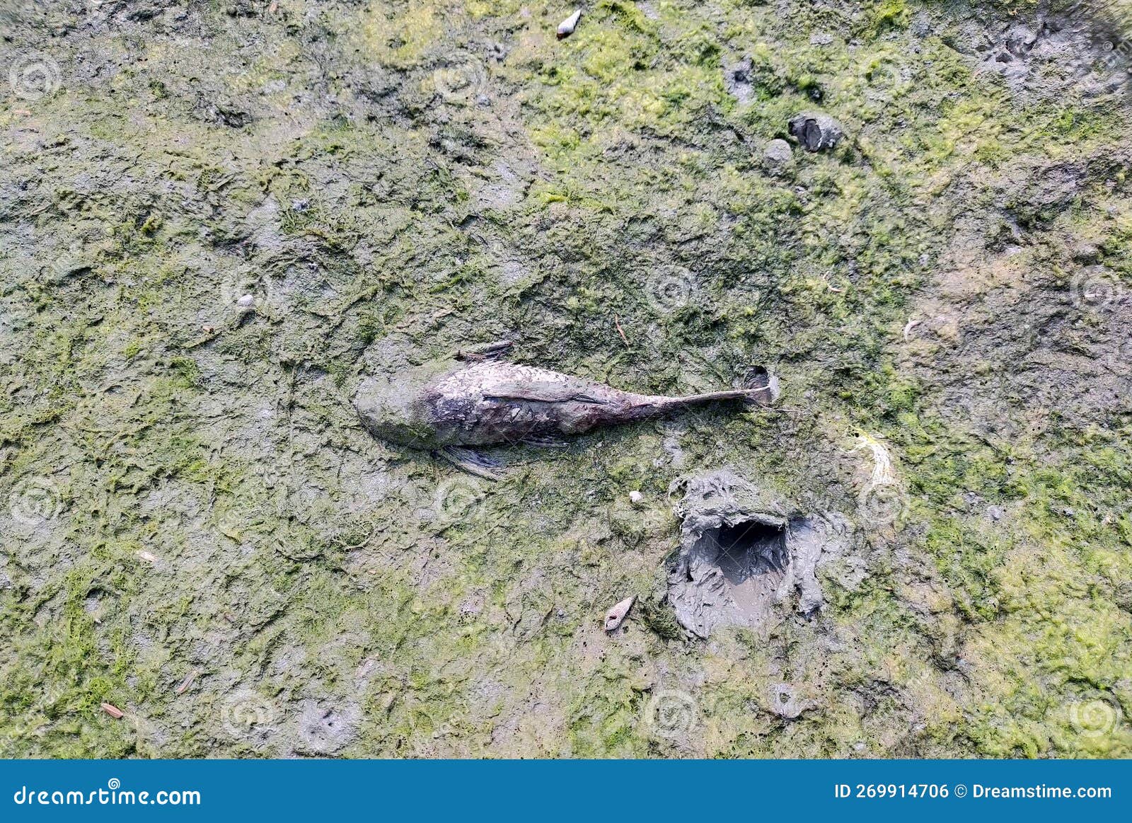 Die fish on the rice field stock photo. Image of fish - 269914706