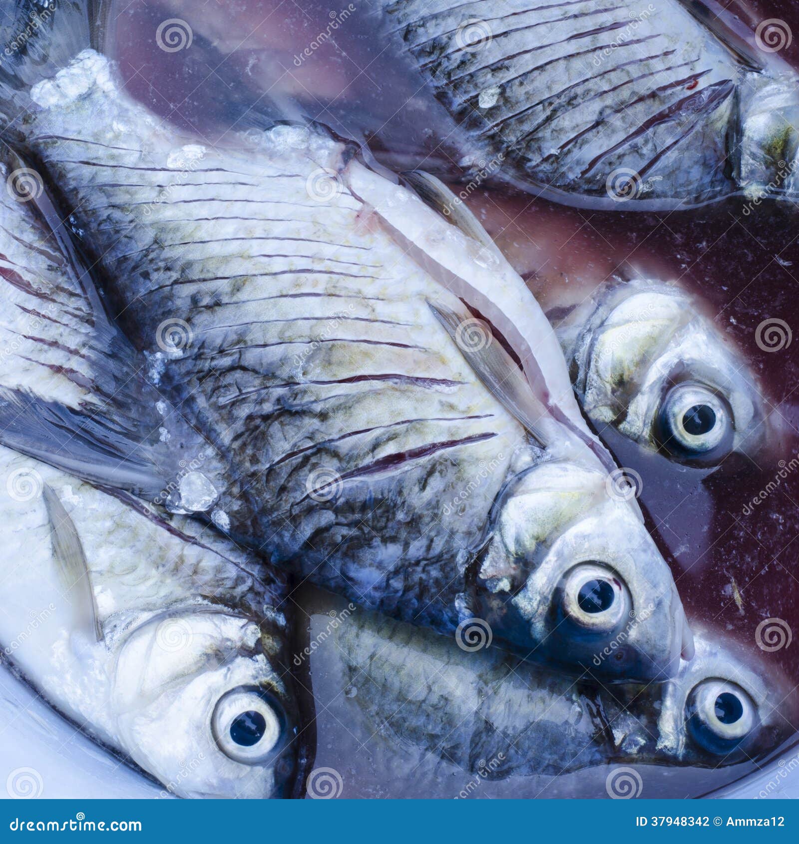 Die fish stock photo. Image of decoration, fish, nature - 37948342