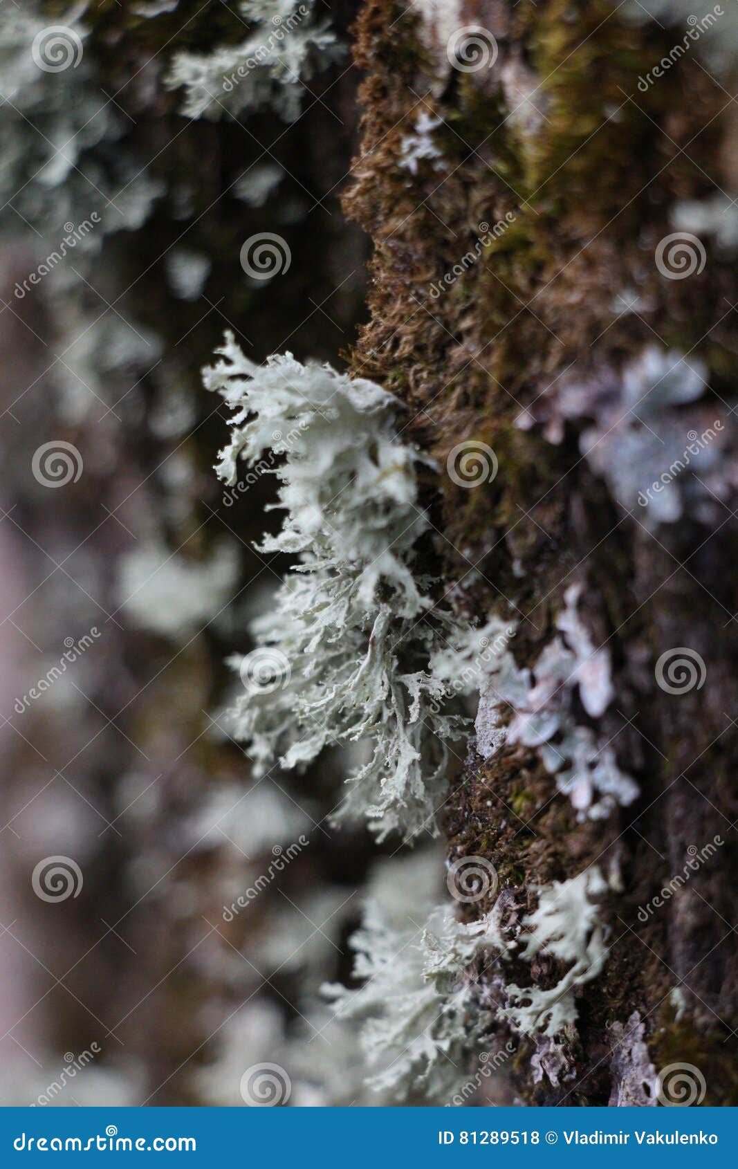 Die Flechte auf dem Baum stockfoto. Bild von baum, blau - 81289518