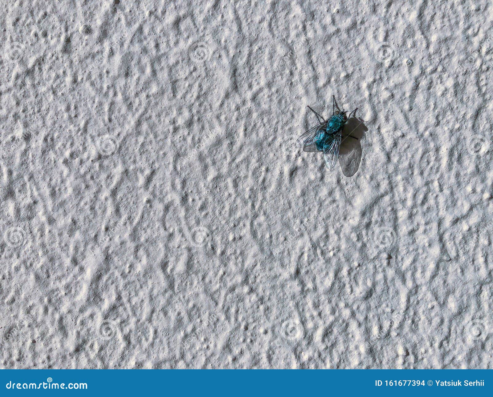Die Fliege an der Wand stockfoto. Bild von gelegentlich - 161677394