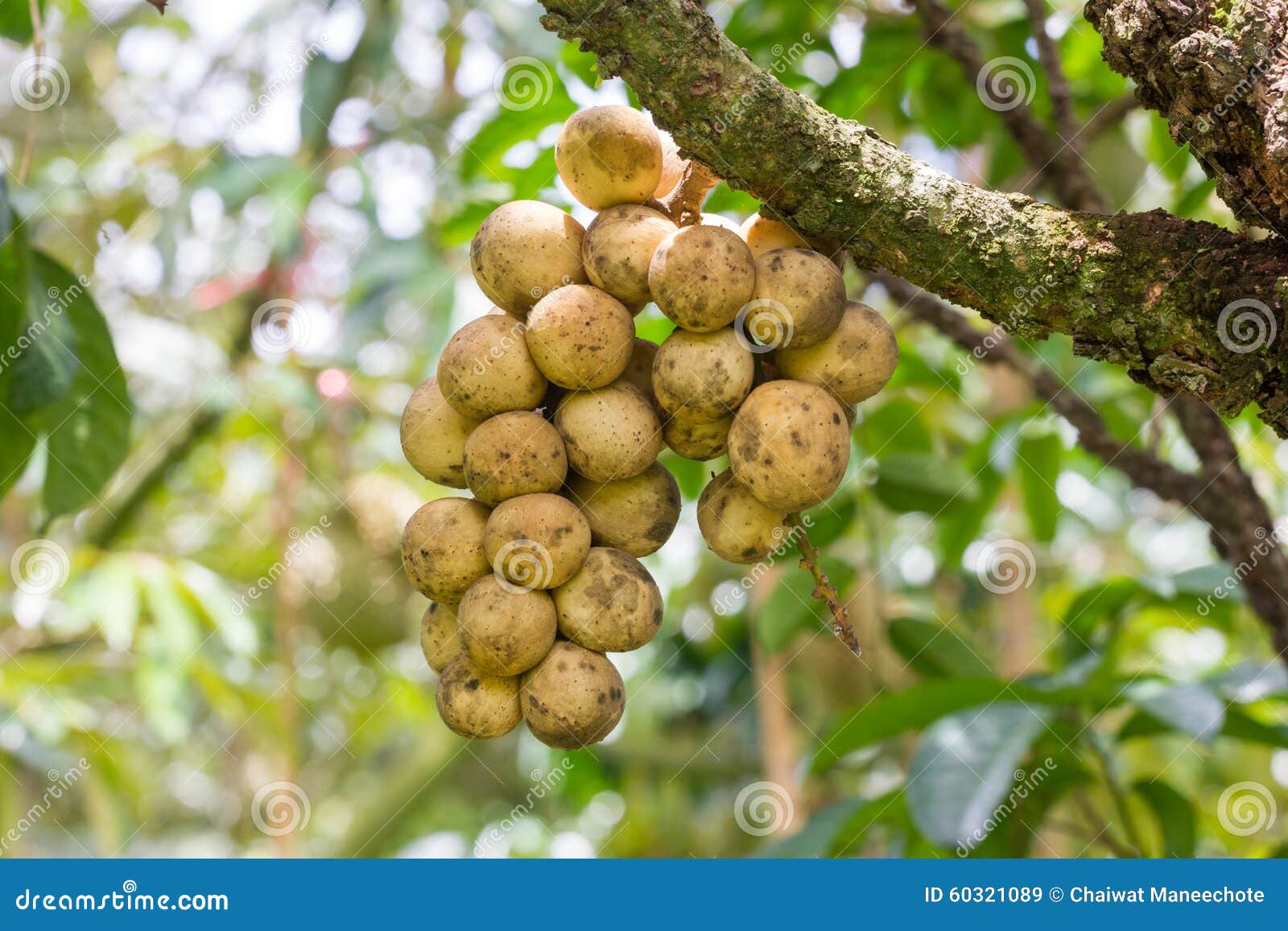Die Frucht auf dem Baum stockbild. Bild von markt, kurve - 60321089