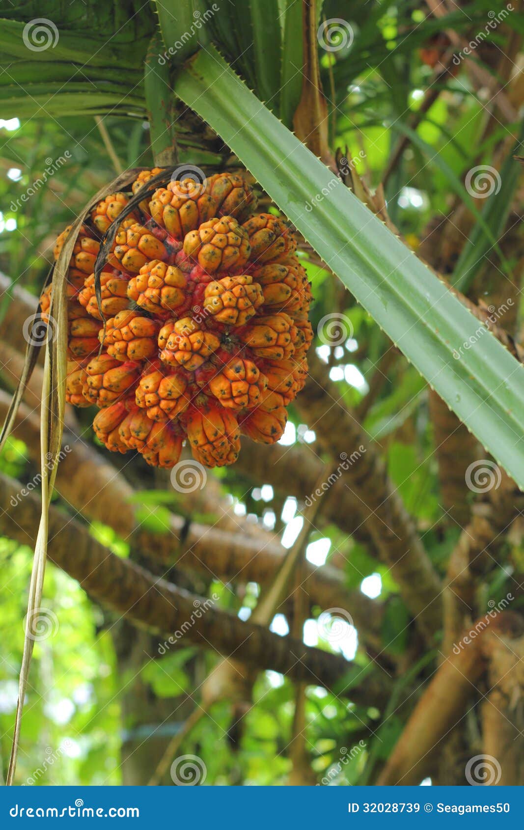 Die Frucht der Palme. stockbild. Bild von tropisch, stamm - 32028739