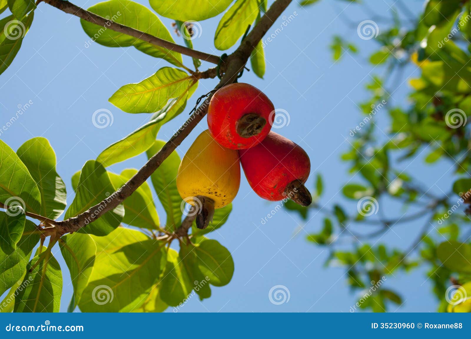 Die Frucht des Acajoubaums stockfoto. Bild von gruppe - 35230960